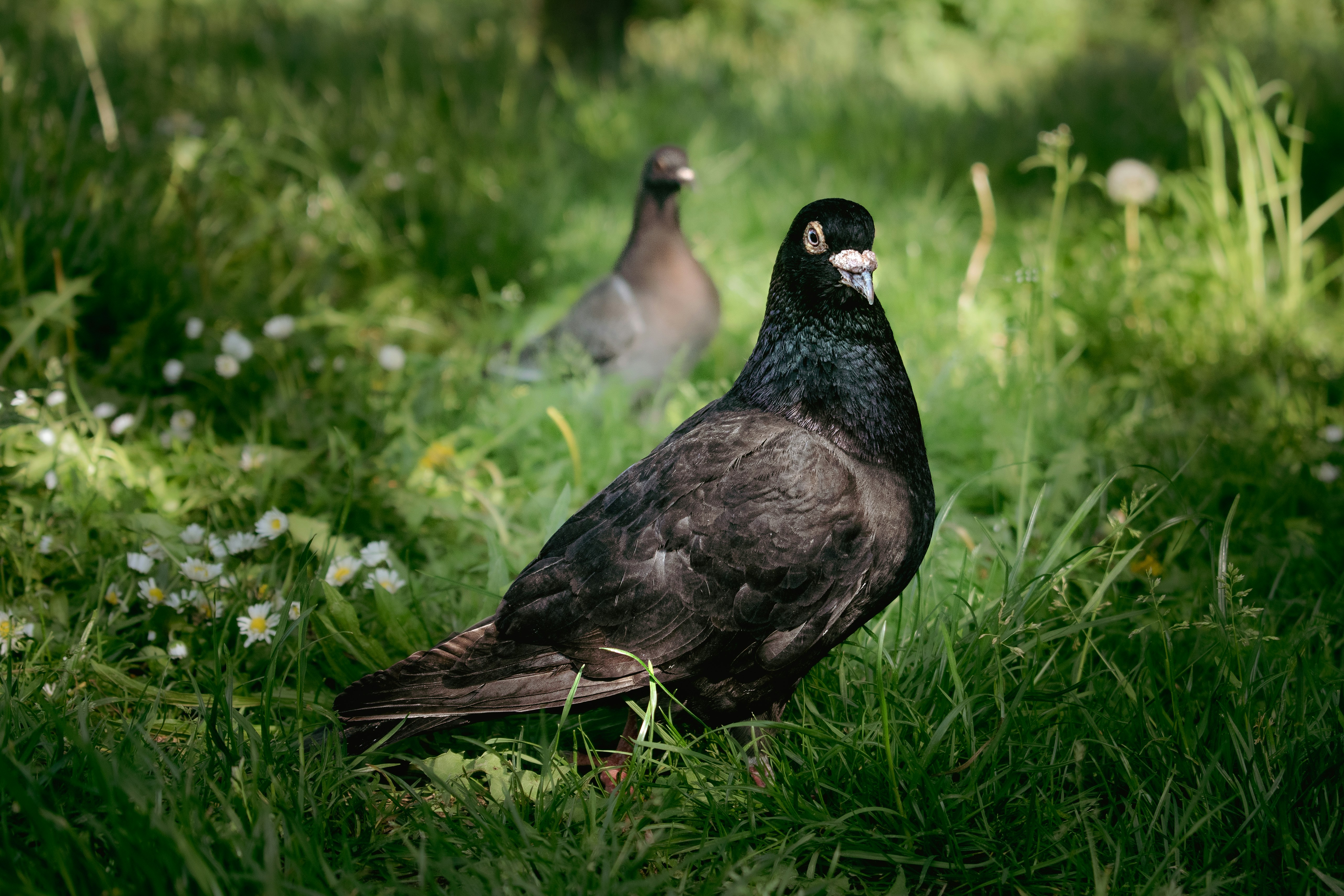 Iridescent Pigeon Among Daisies: A Quiet Meadow Portrait