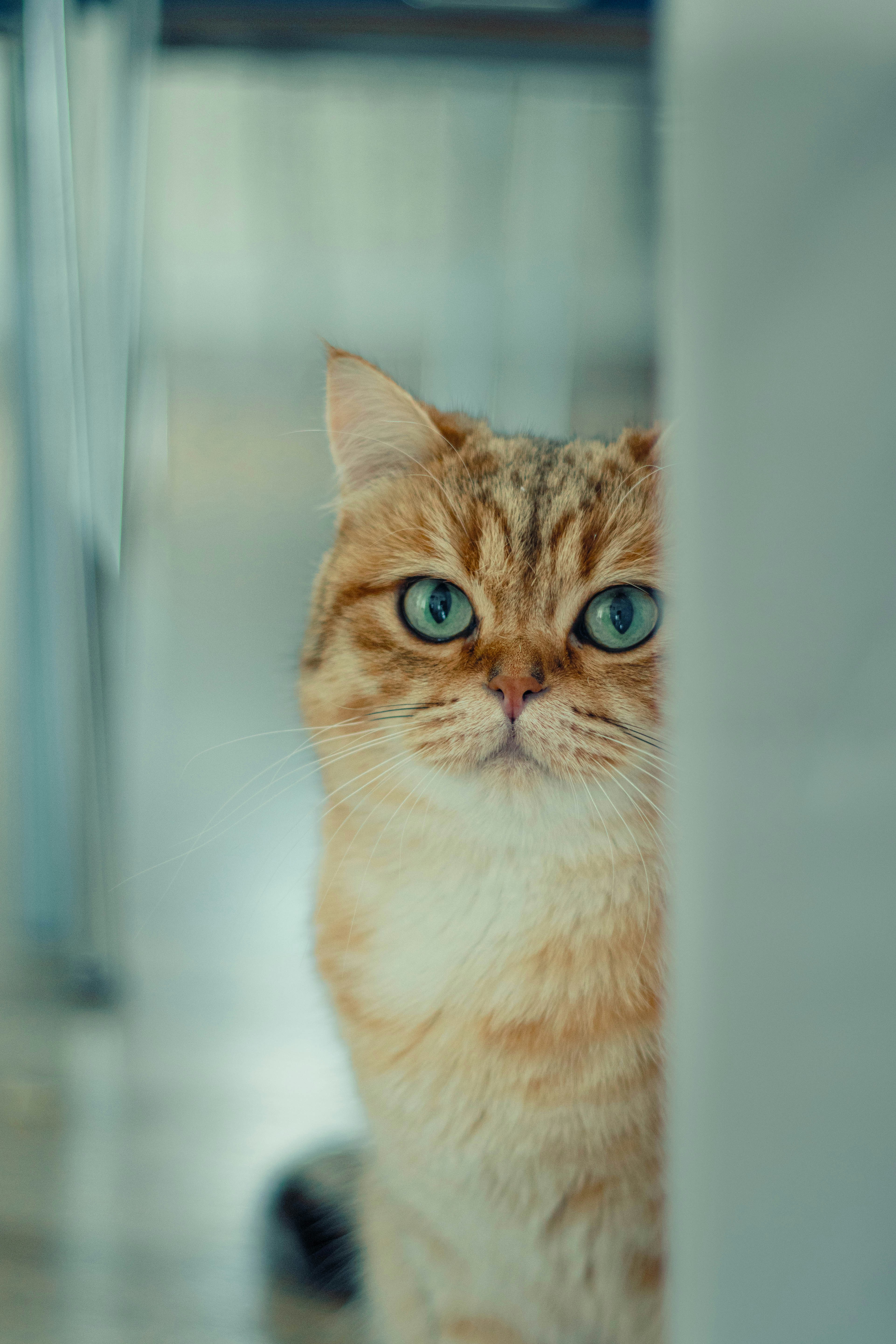 Between Shards and Whiskers: A Ginger Cat's Quiet Gaze