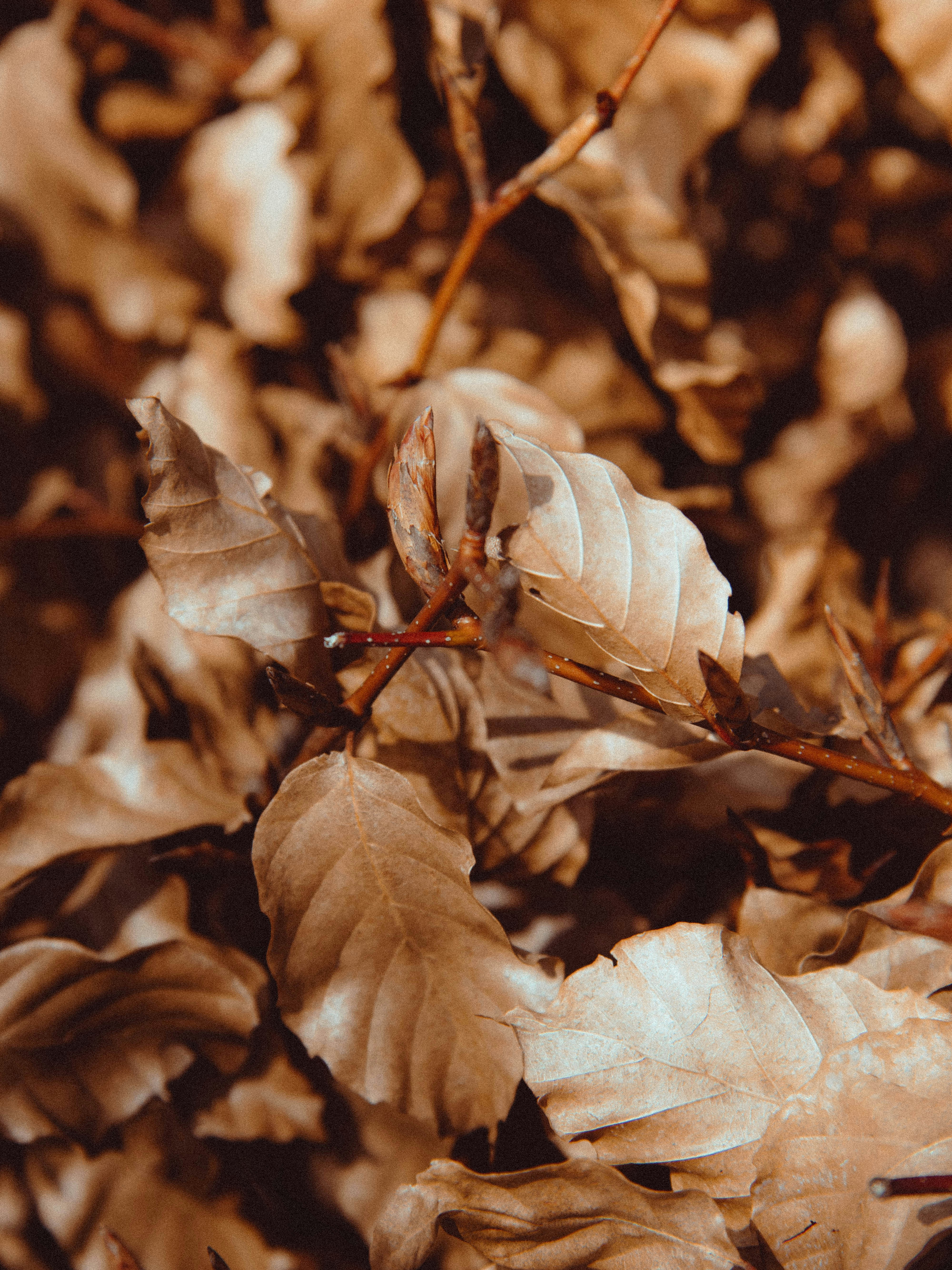A bunch of leaves that are on the ground