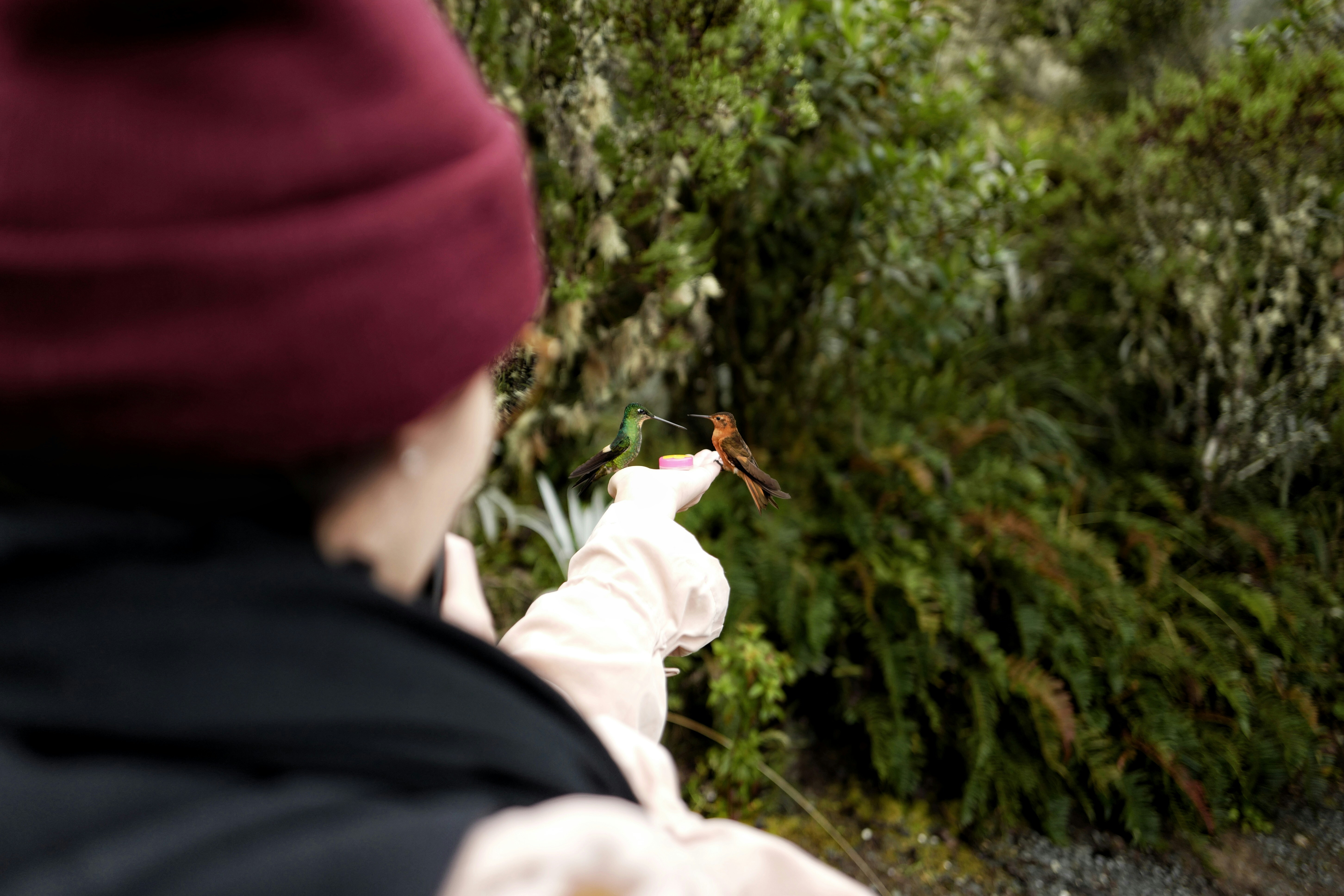A person pointing at a bird in the air