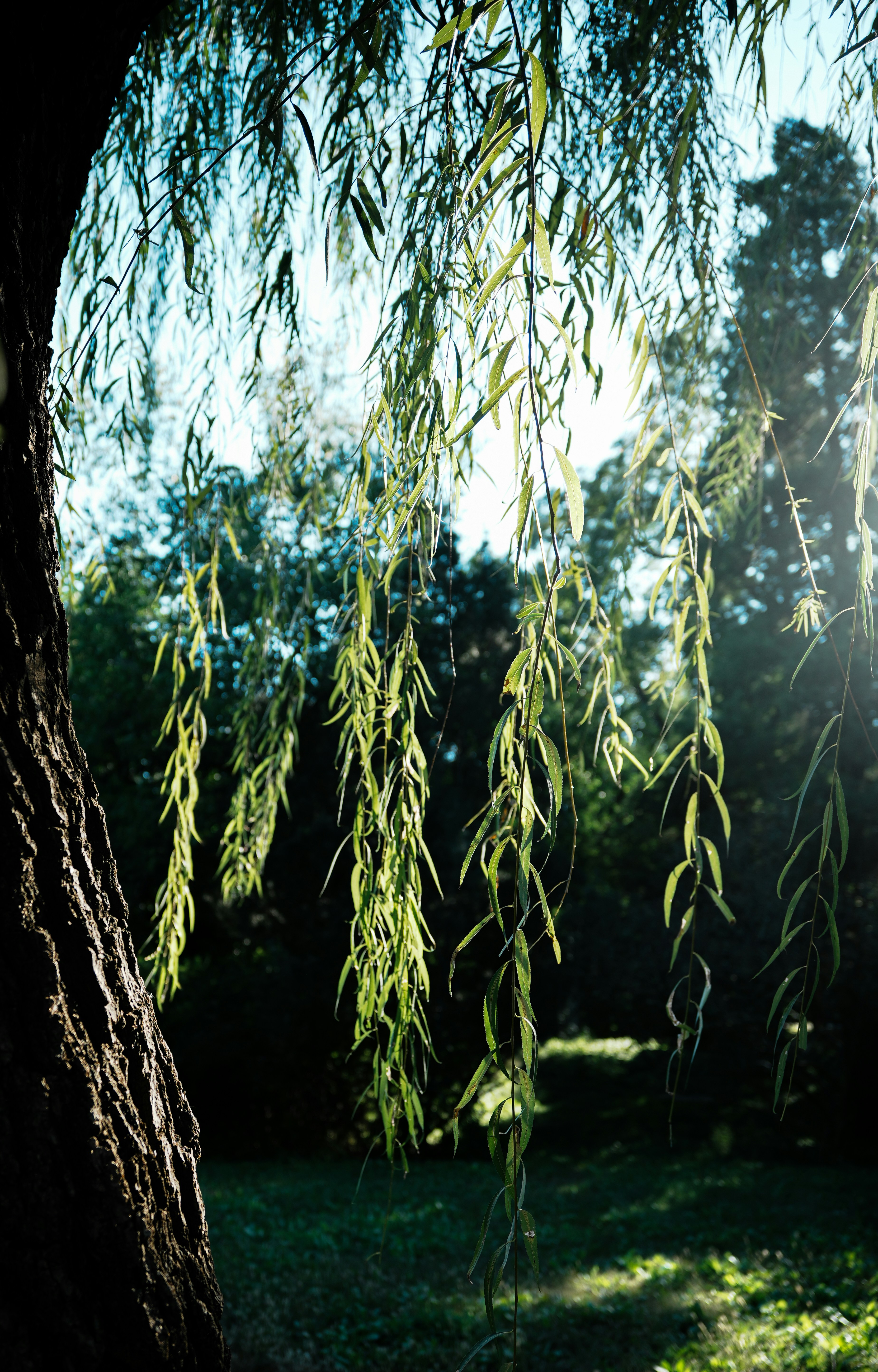Sunlit Willow Threads: A Quiet Cascade of Leaves in Dappled Shade