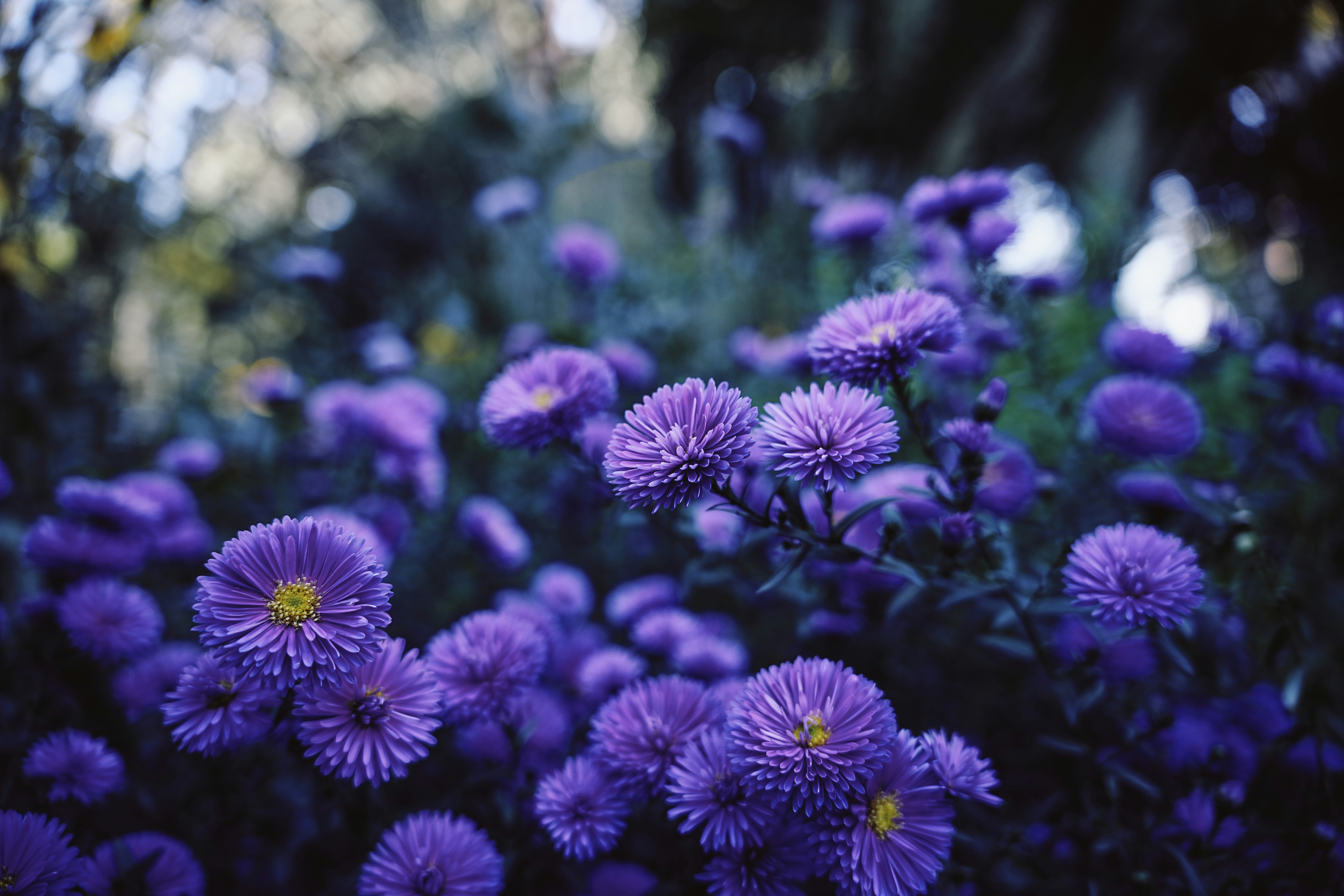 A bunch of purple flowers in a field photo – Free Beijing botanical ...