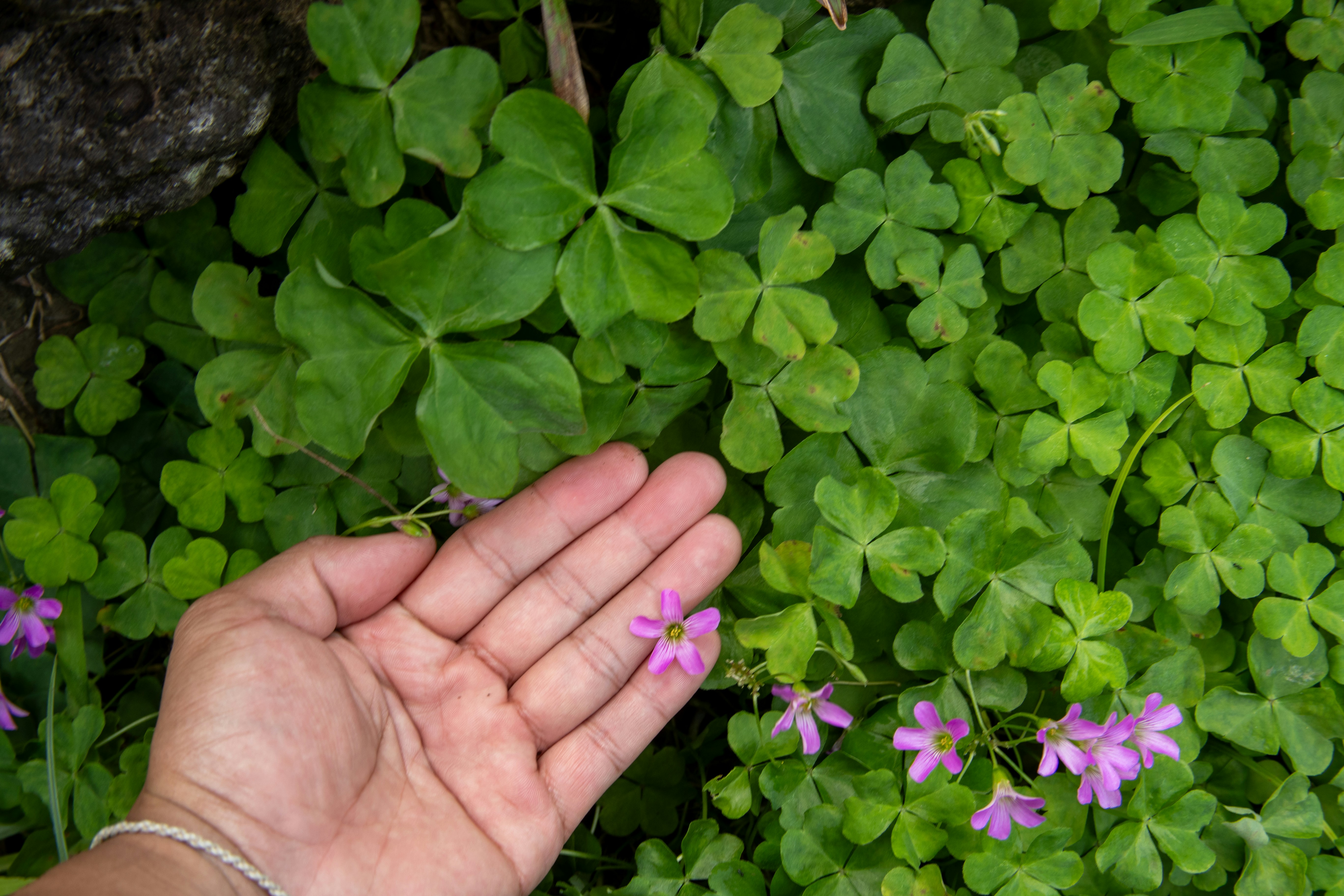 Palm Over a Carpet of Clover and Tiny Pink Flowers