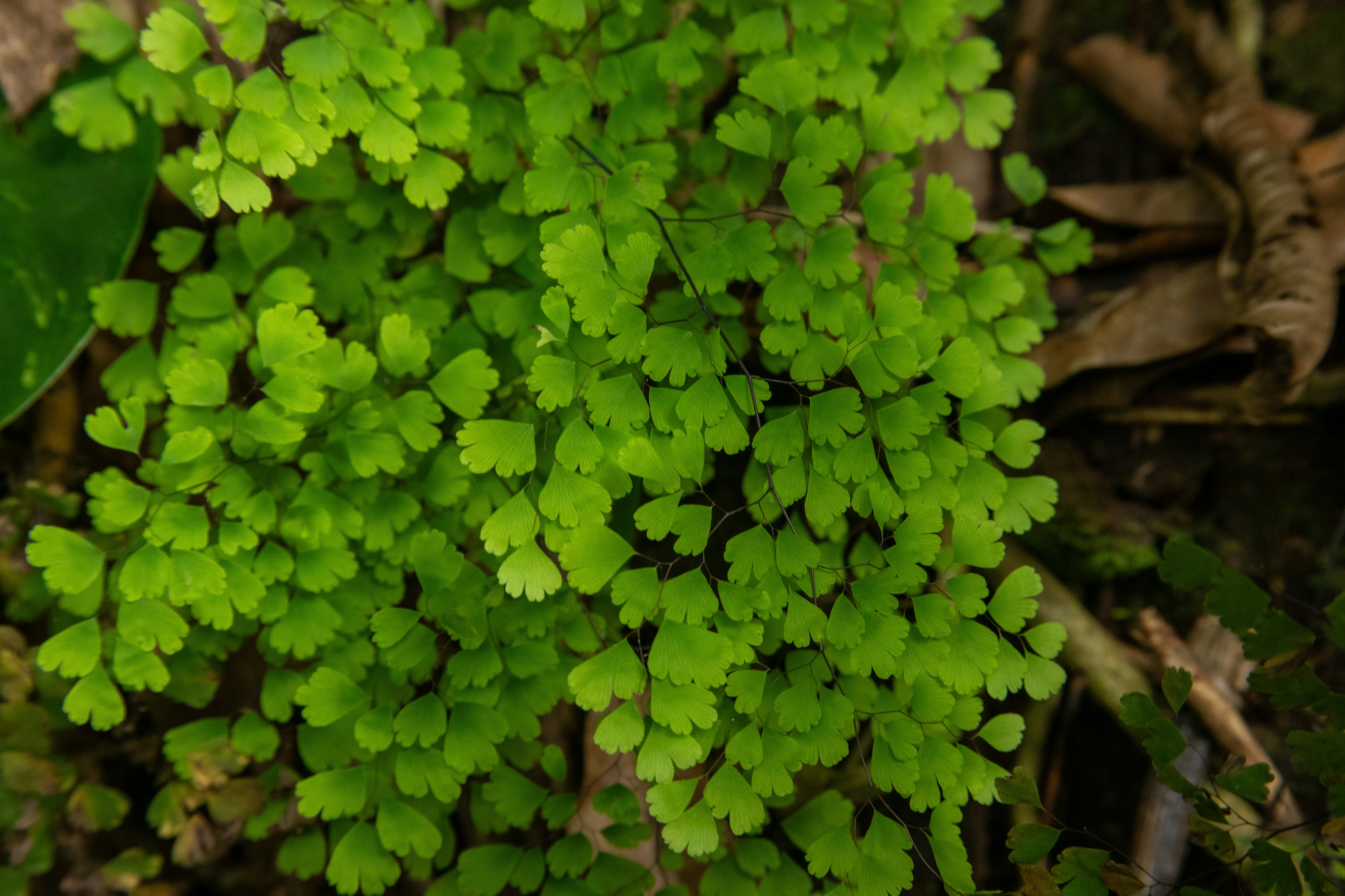 Vibrant green fern leaves interspersed with earthy textures, showcasing the intricate details of plant life in a forest setting.