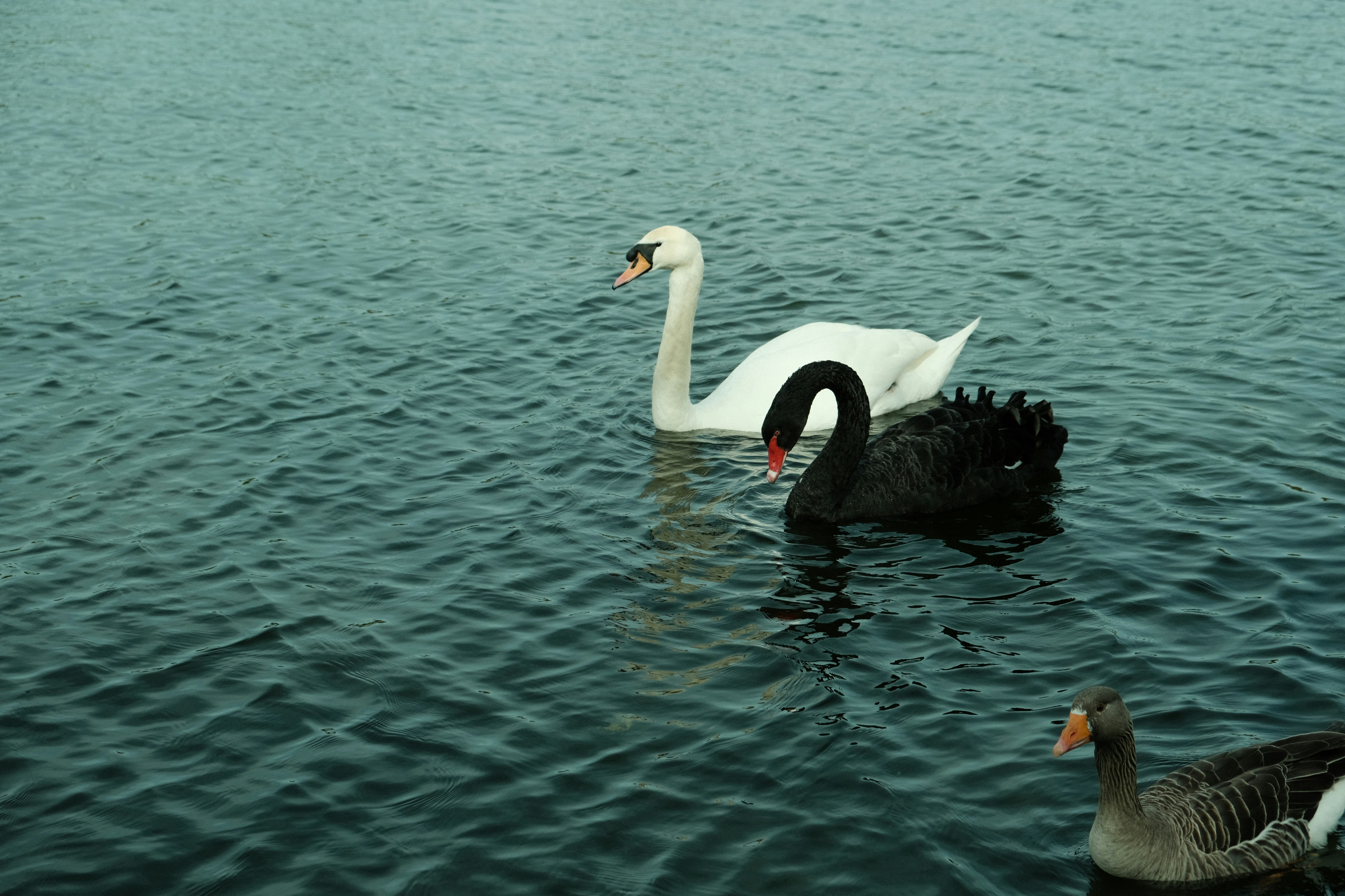 Harmony in Tides: White Swan and Black Swan Drift Across Teal Lake