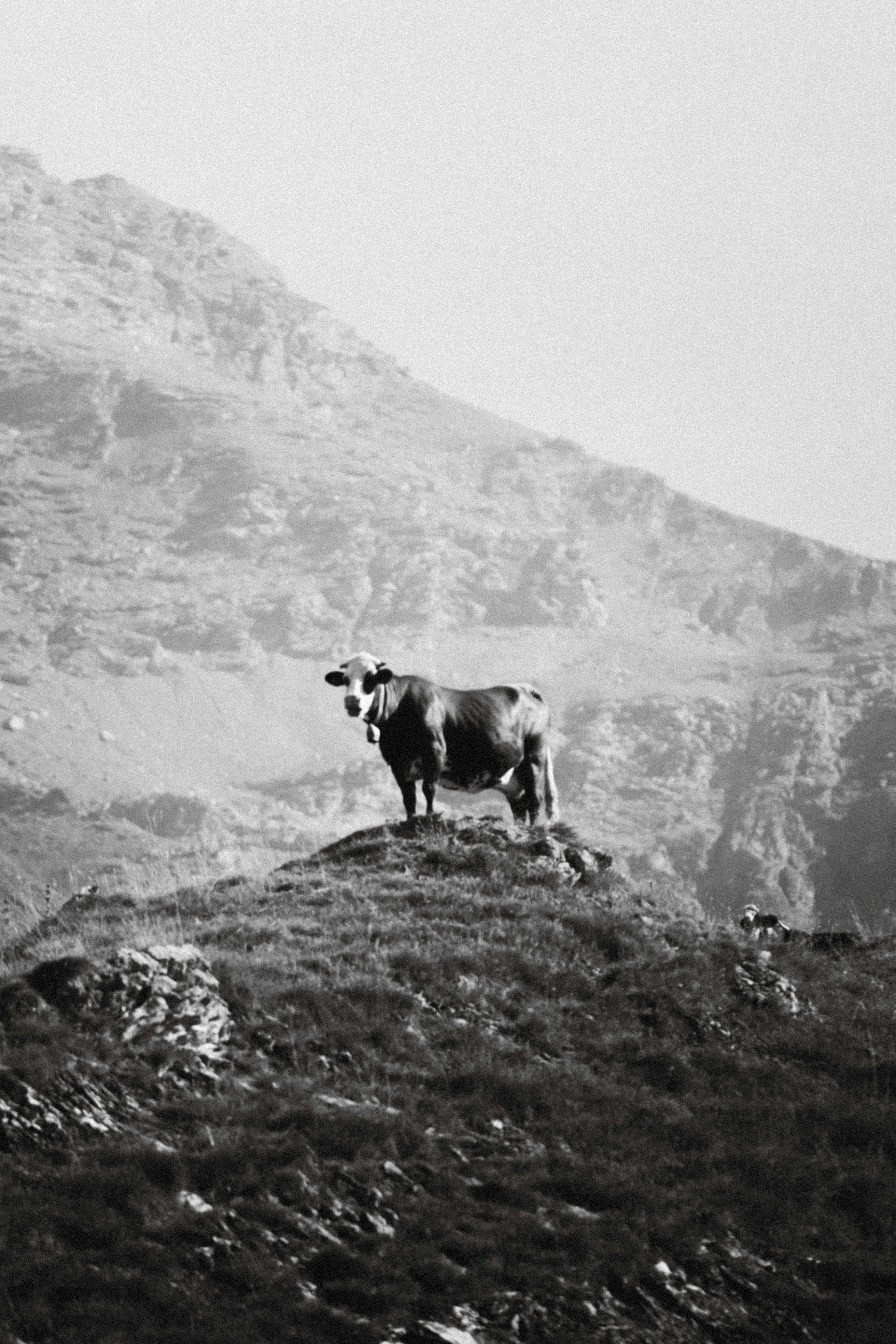 Ridge Sentinel: A Lone Cow Standing Guard Over Wind-Scoured Peaks
