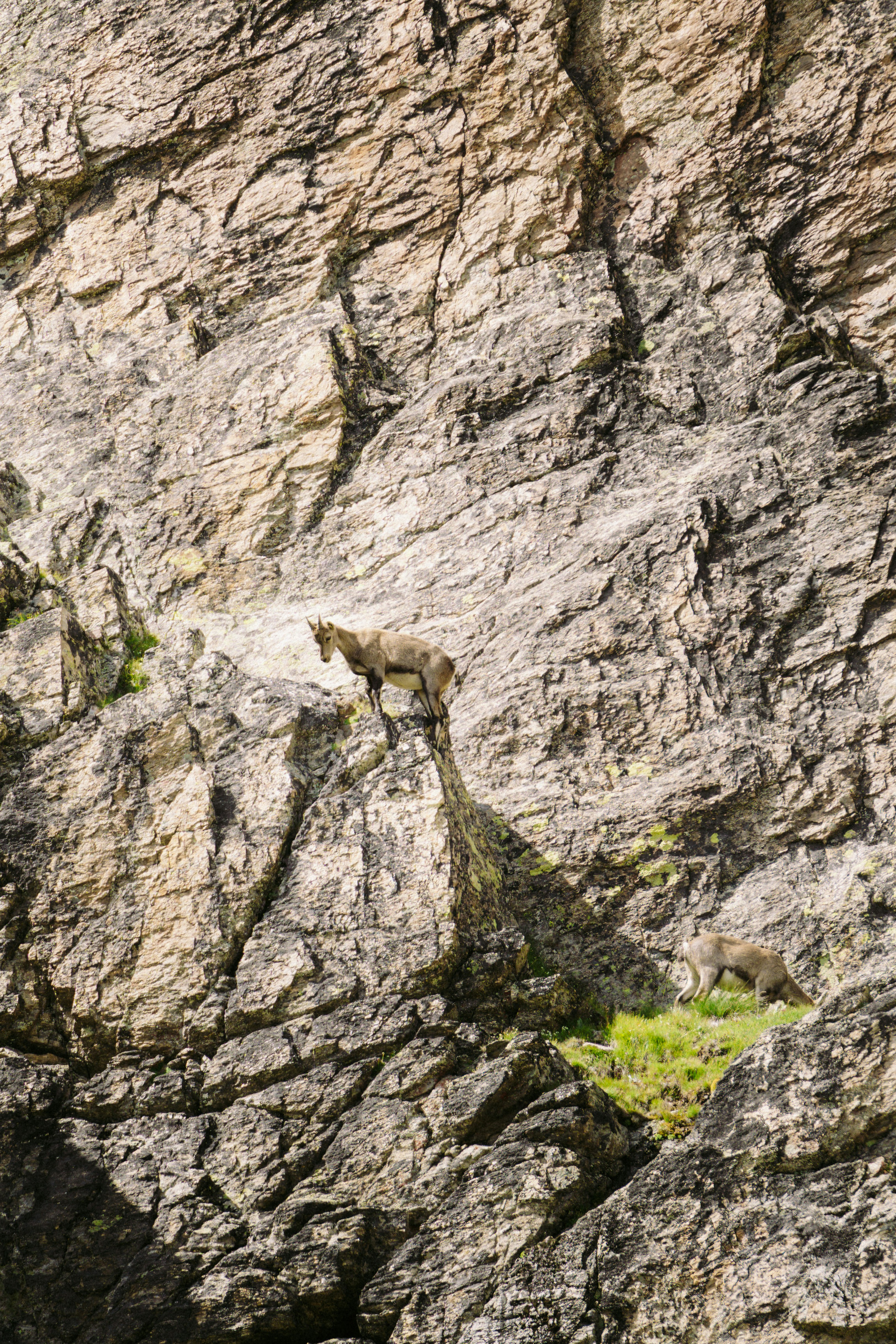 Ridge Sentinels: Two Mountain Goats on a Razorback Cliff