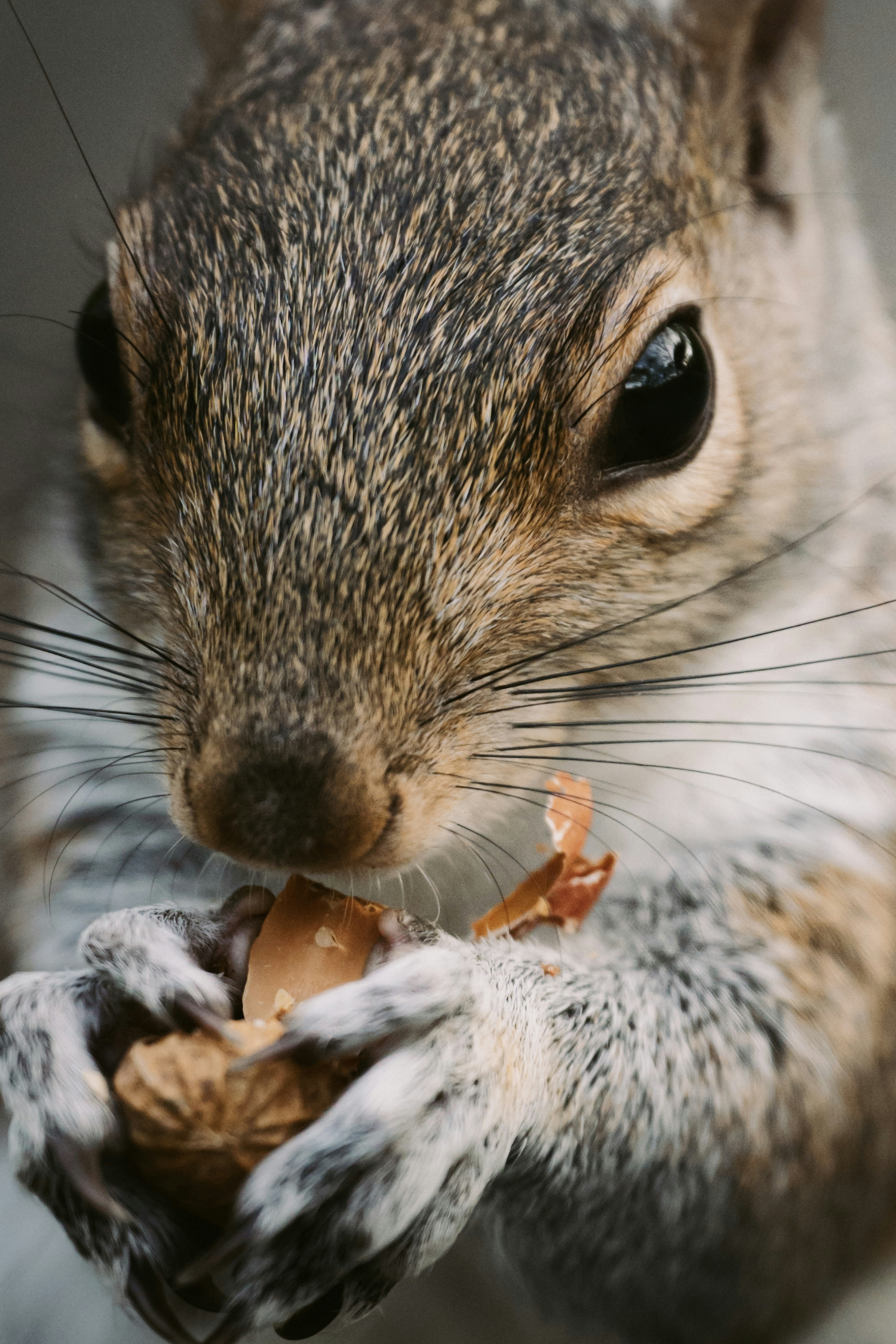 A close up of a squirrel eating something photo – Free Central park ...