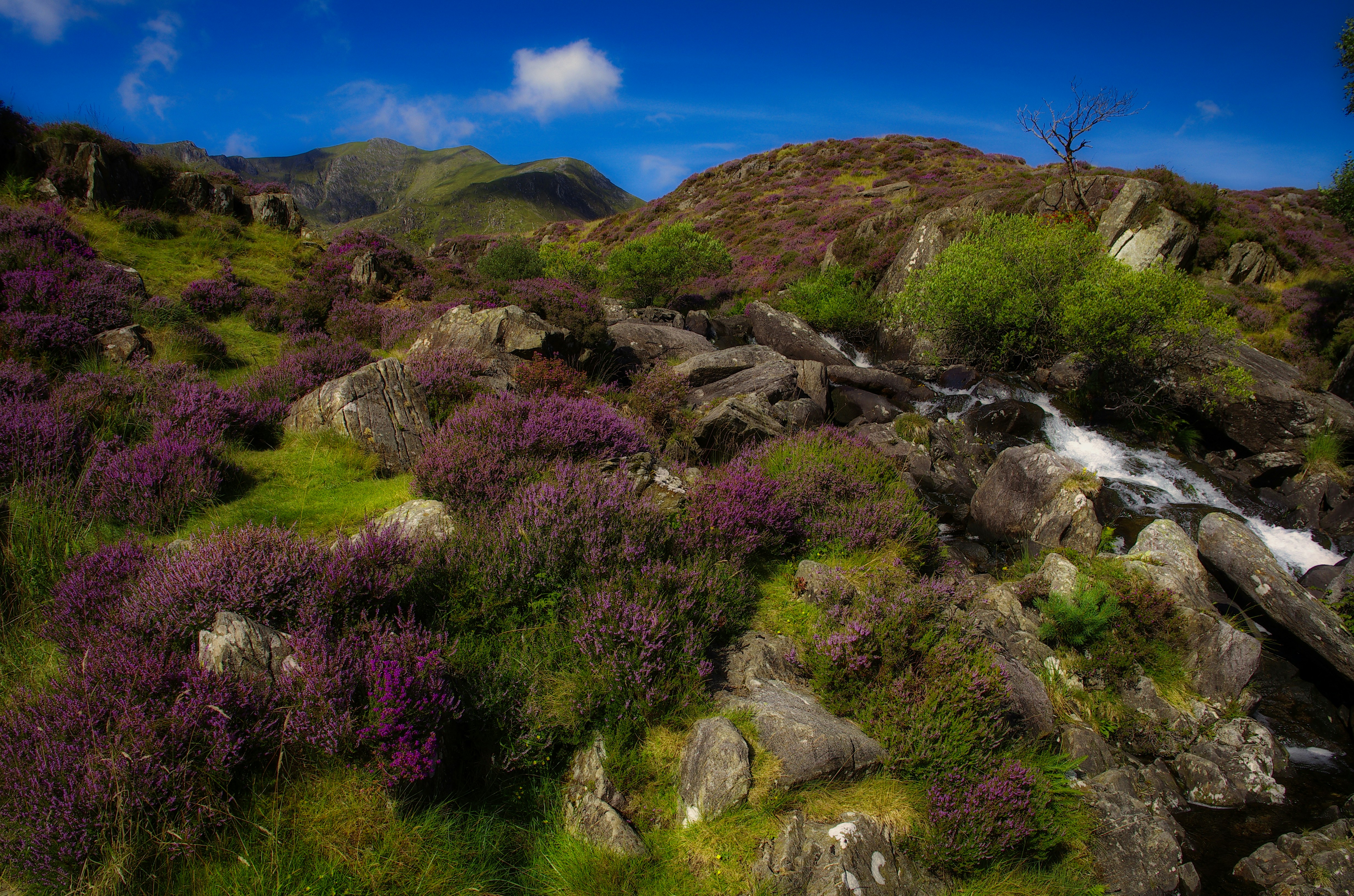 A stream running through a lush green hillside photo – Free Plant Image ...