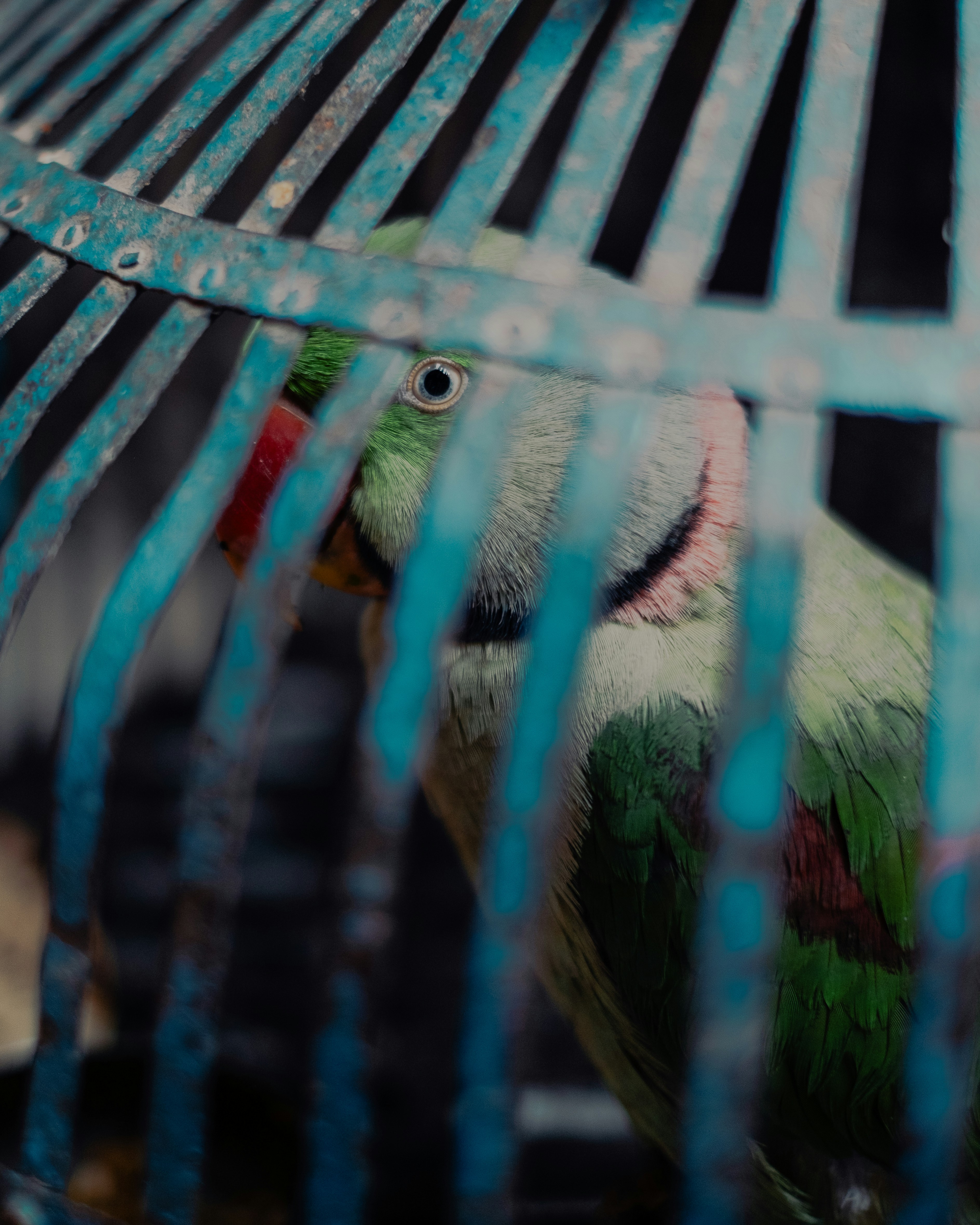 Blue Bars, Green Gaze: A Parrot Hidden in the Grille