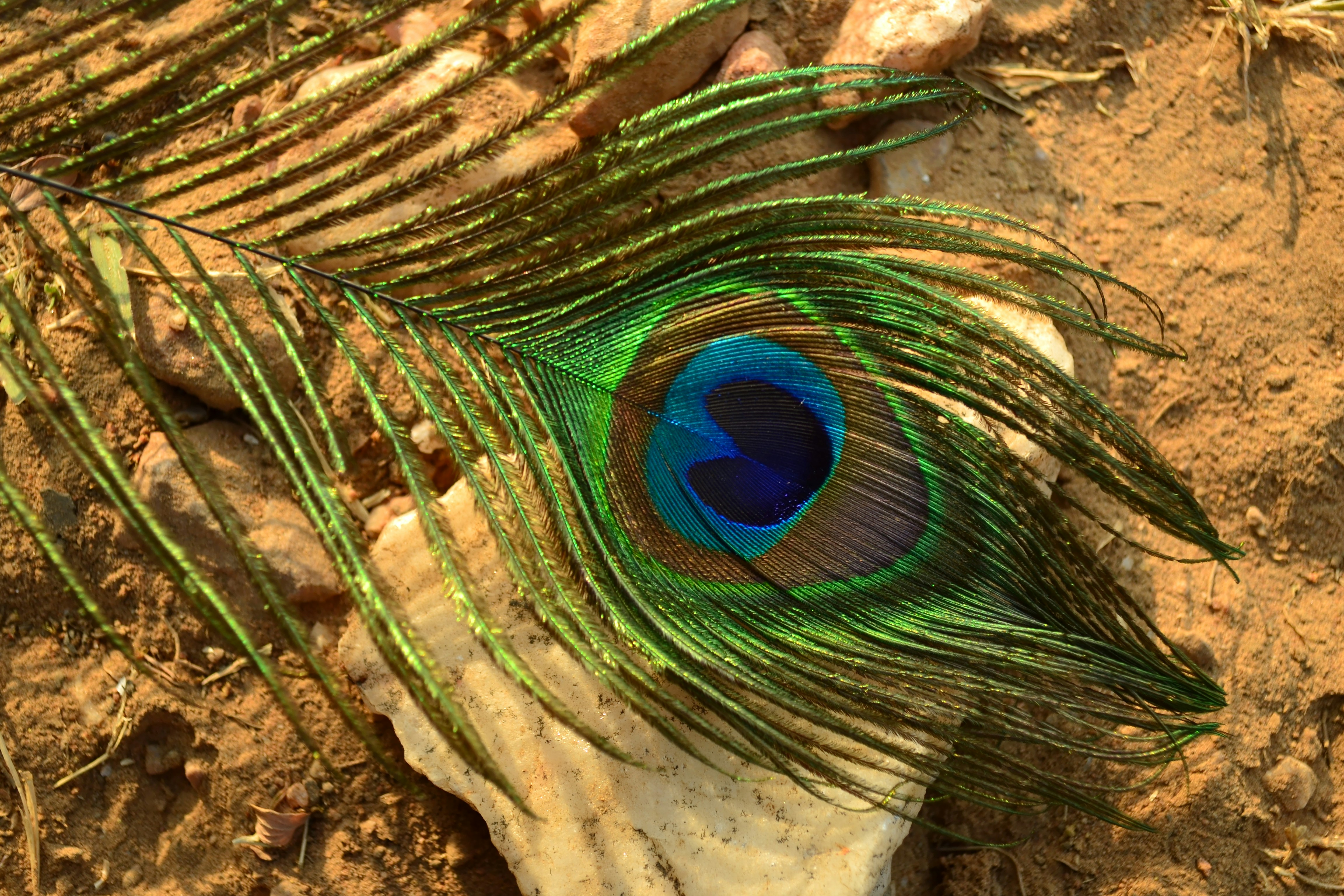 Peacock’s Eye on Sand: Iridescent Spotlight Amid Desert Grains