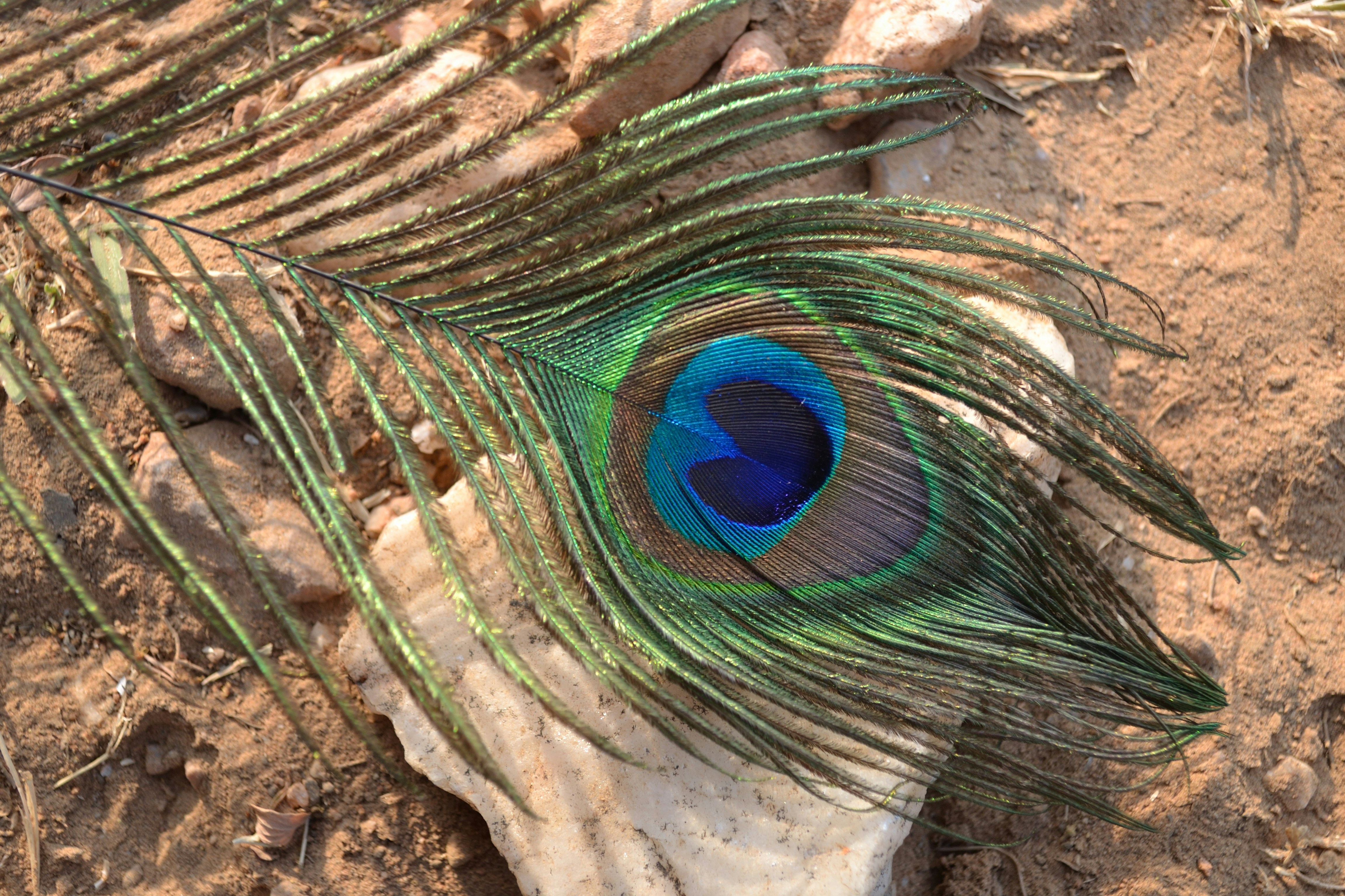 Peacock Eye on Sand: a Quiet Study of Color and Texture