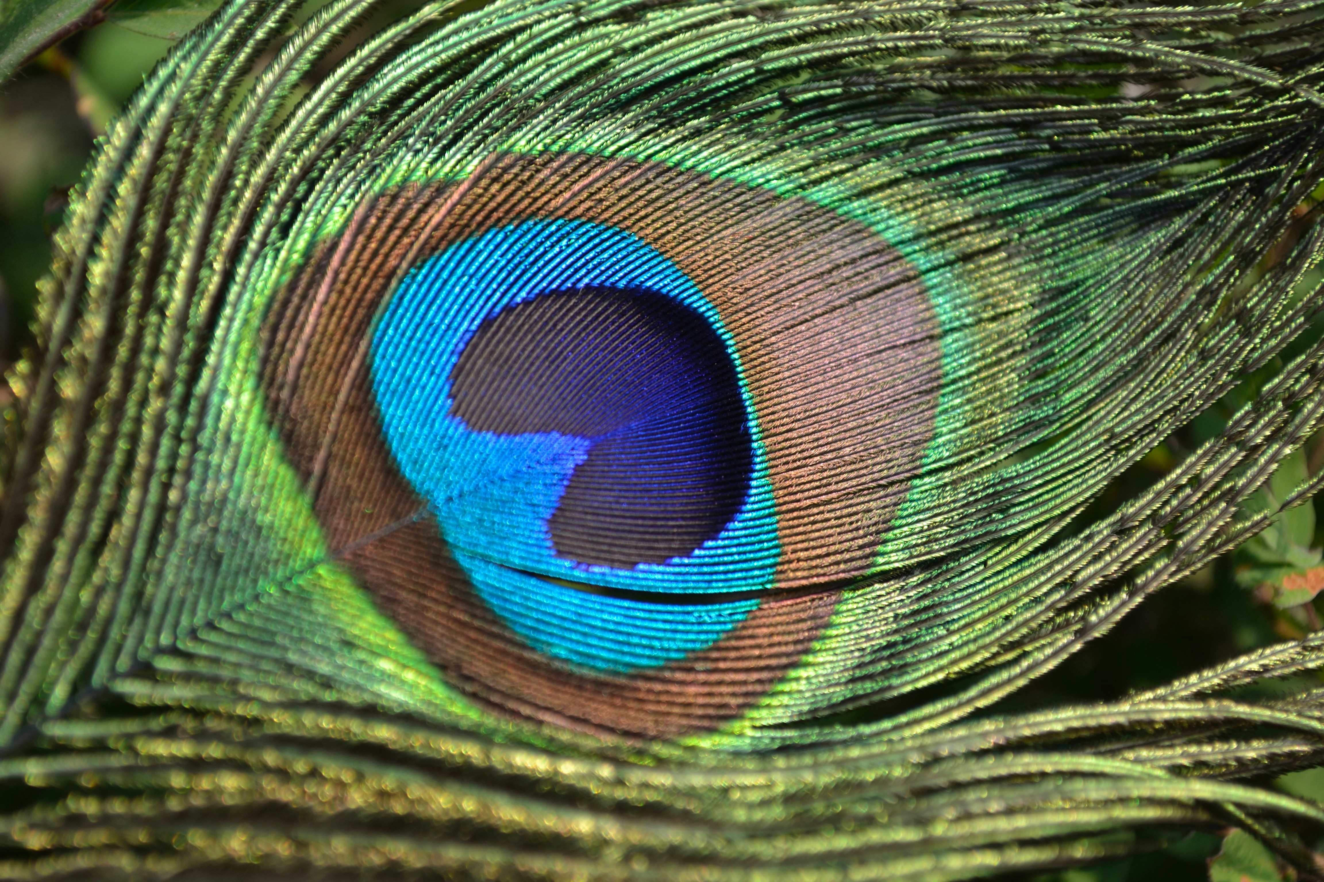 Close-up of a peacock feather showcasing vibrant blue and green iridescence with a striking black dot at the center.