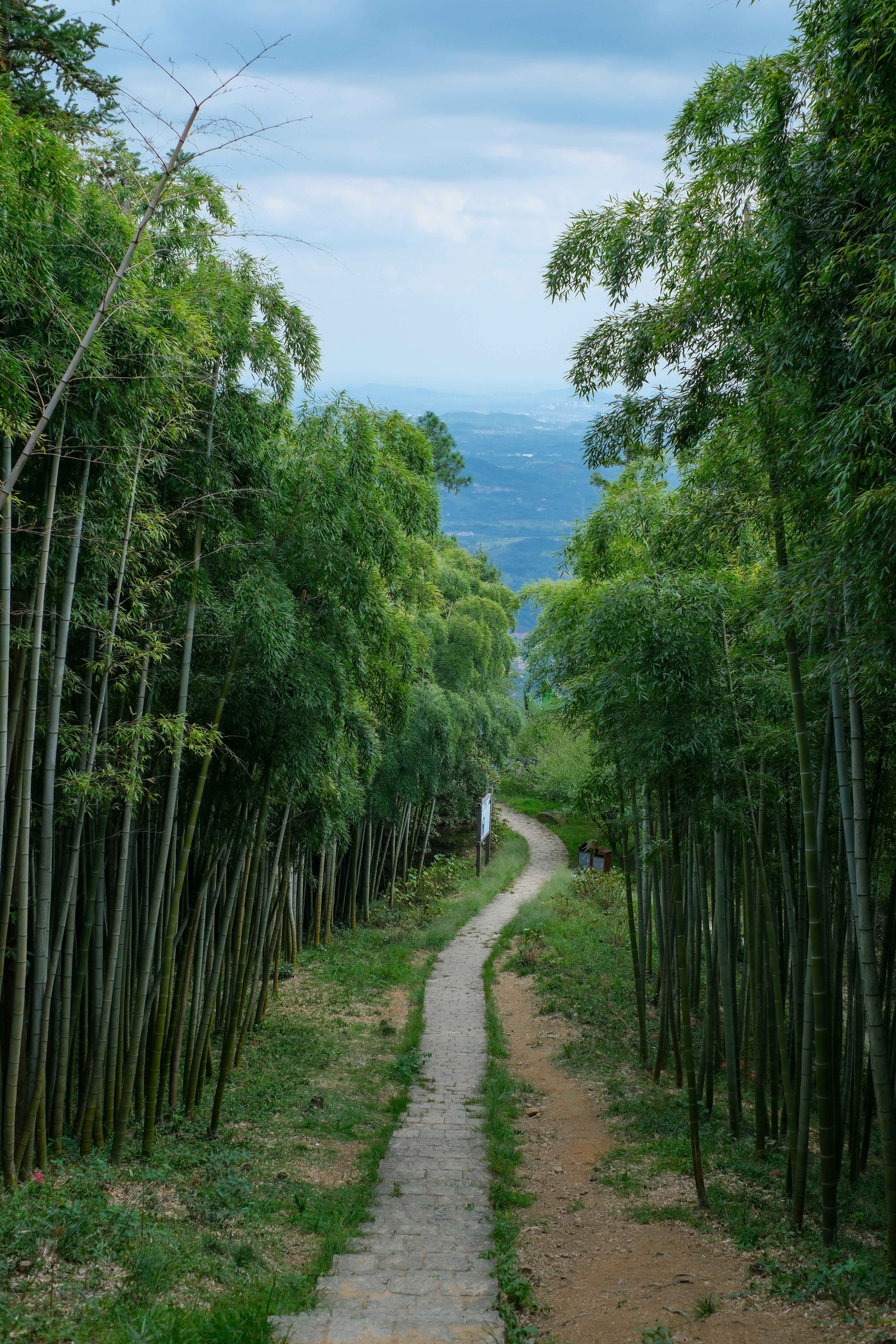 A narrow path in the middle of a bamboo forest