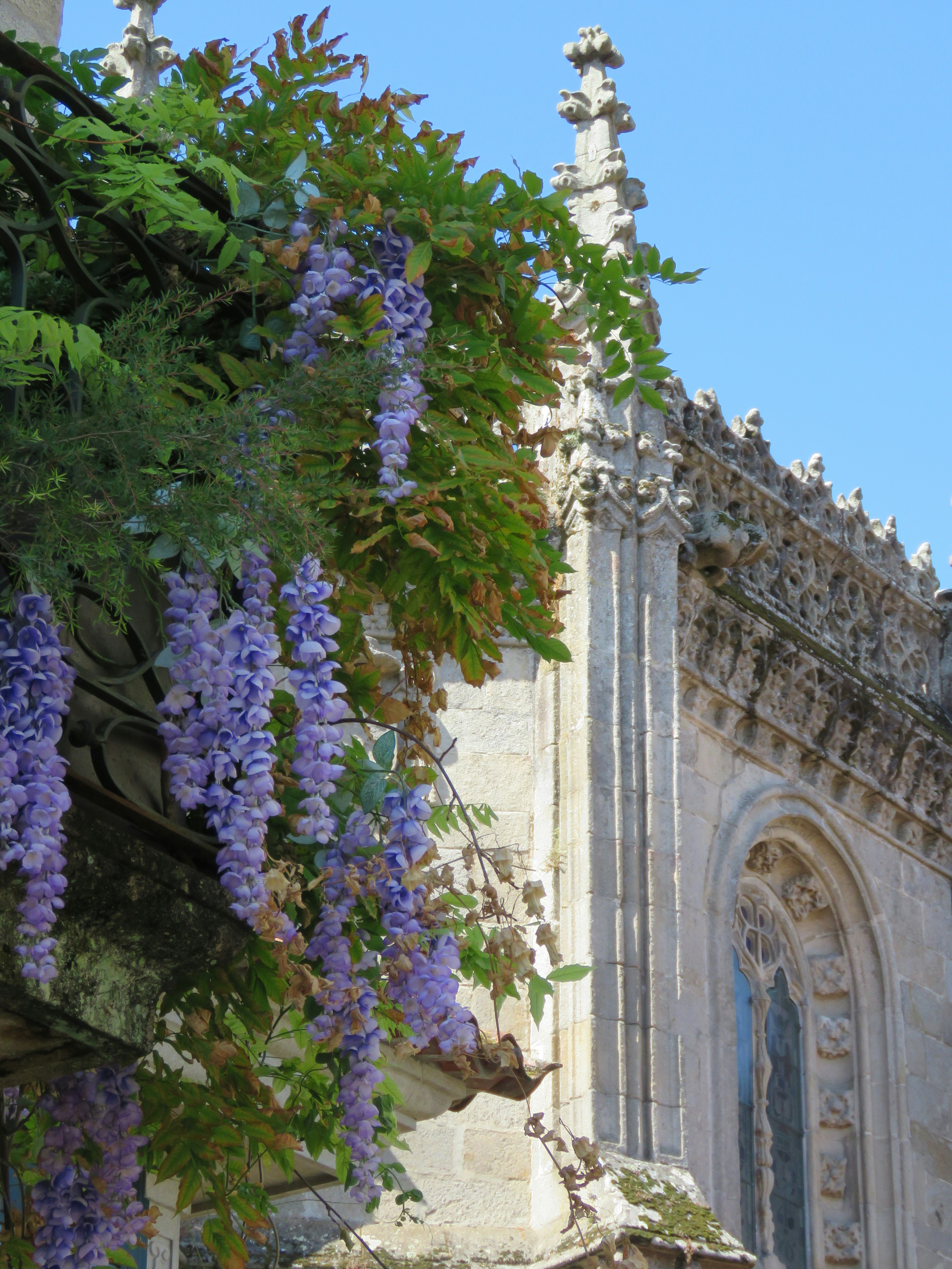 Azure Sky, Wisteria Drapes: A Historic Facade Framed by Cascading Blooms