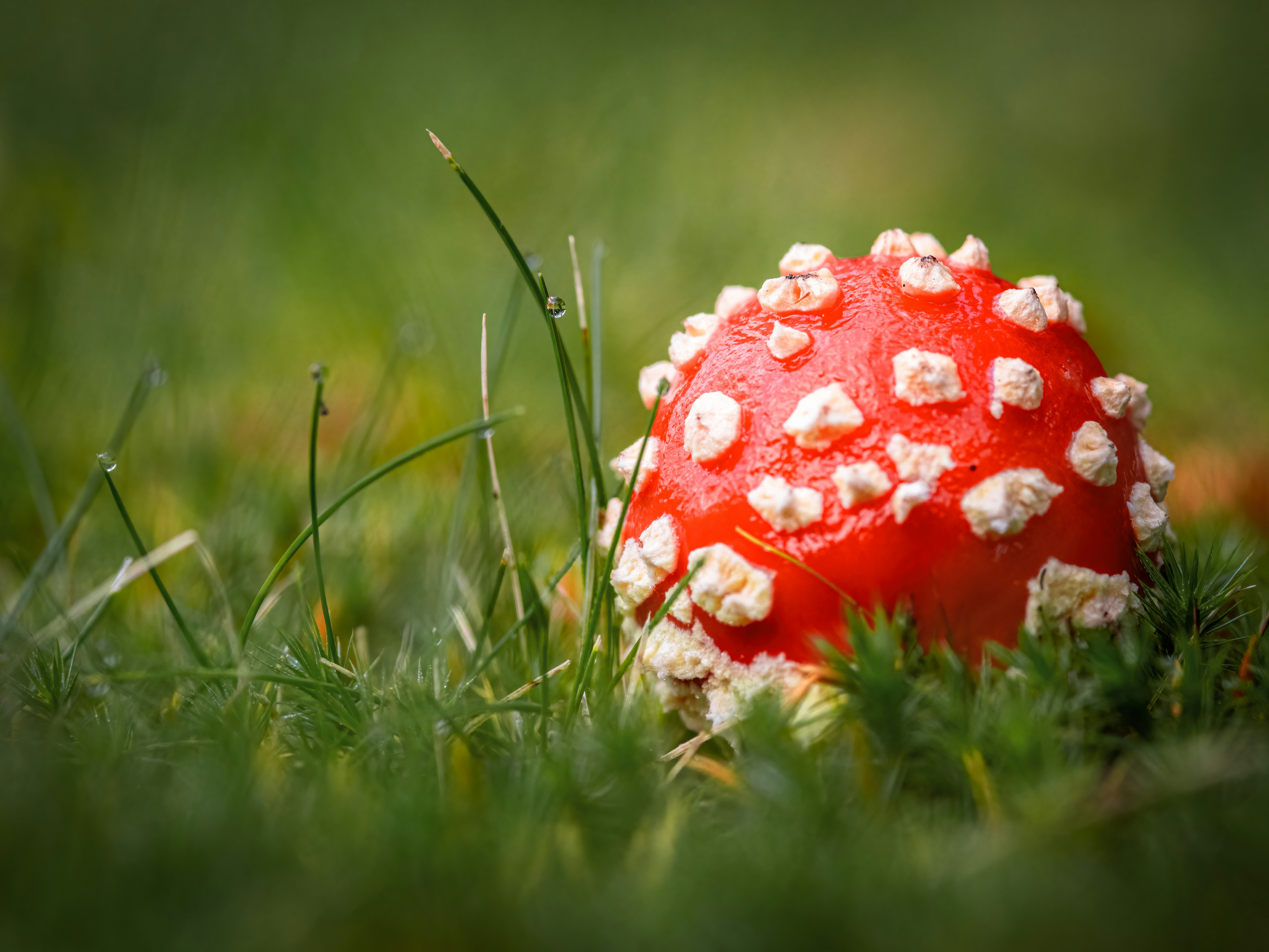 Red Topped Microcosm: A Scarlet Mushroom Among Grass