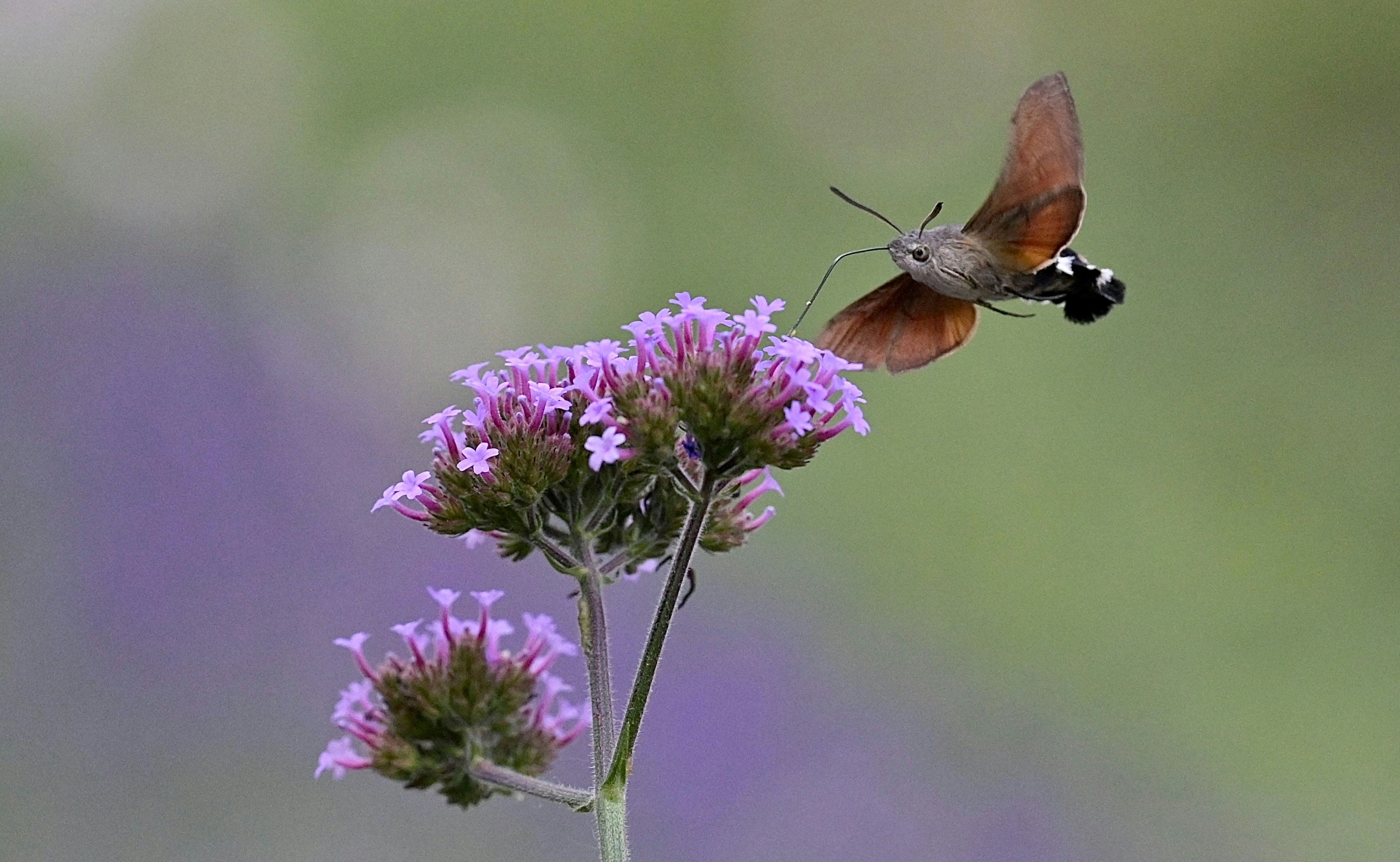 A hummingbird moth hovers near vibrant purple flowers against a blurred green background.