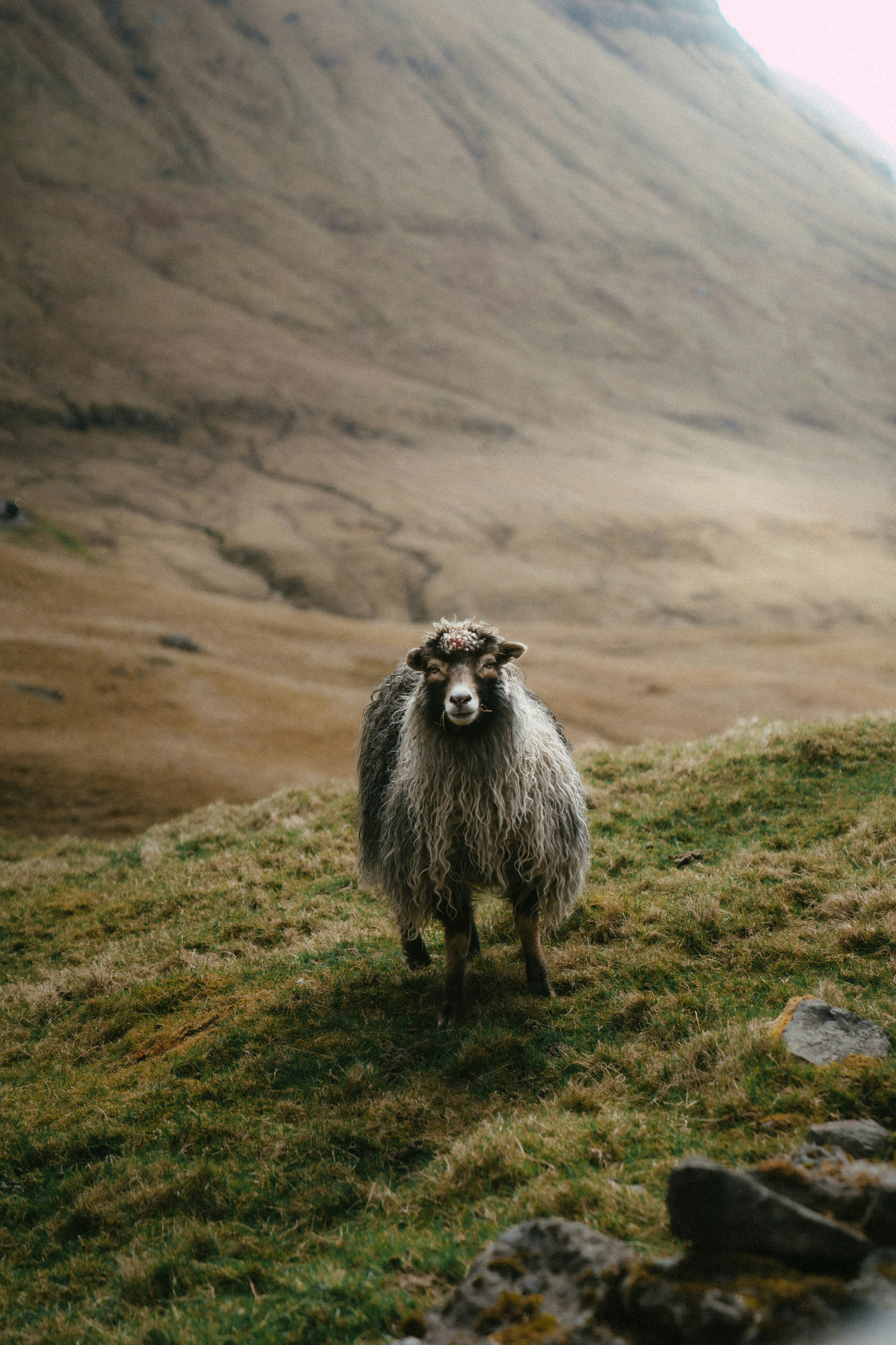 Moorland Sentinel: A Woolly Figure on the Edge of Distant Peaks