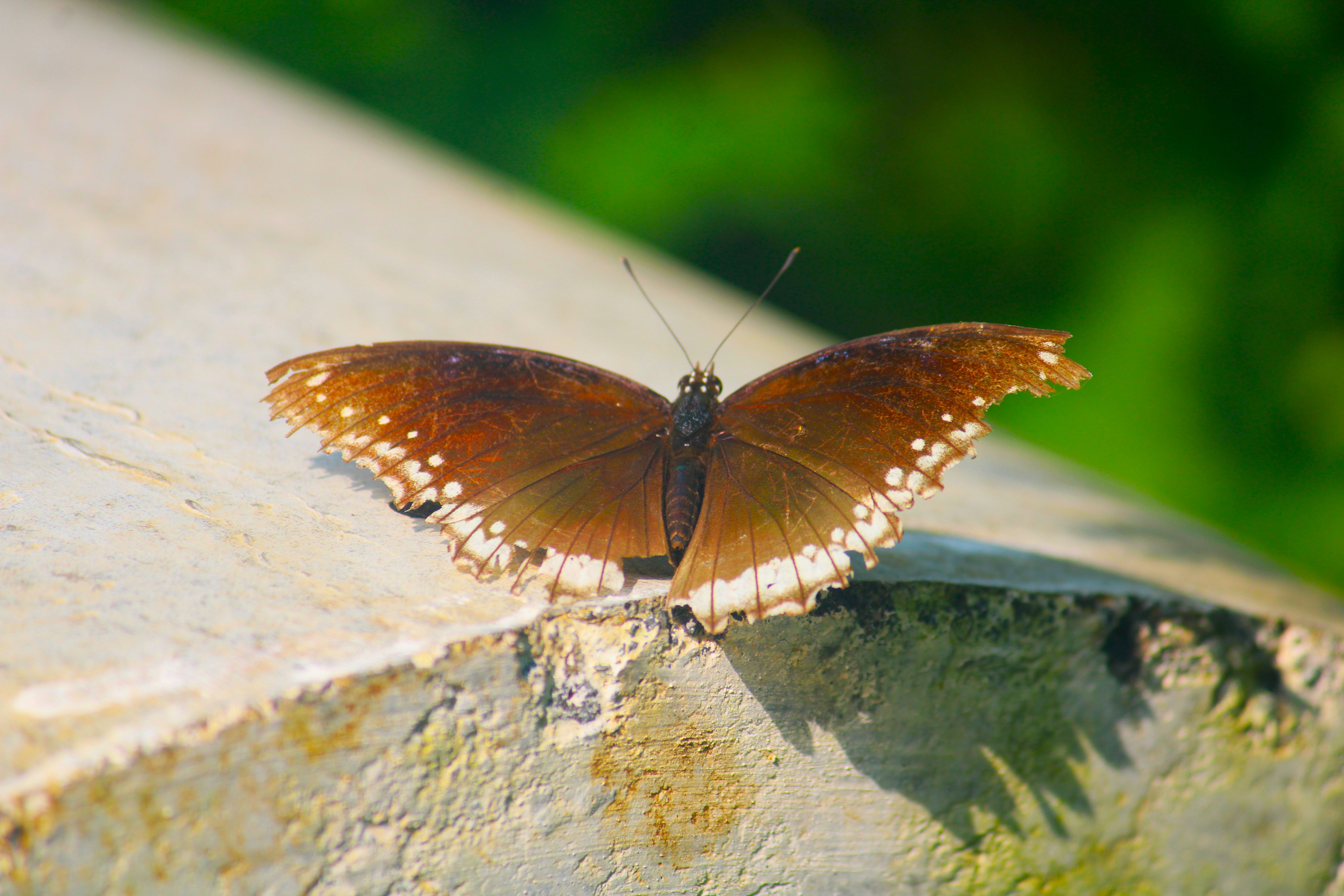 Butterfly on a sunlit ledge: a moment of quiet on stone