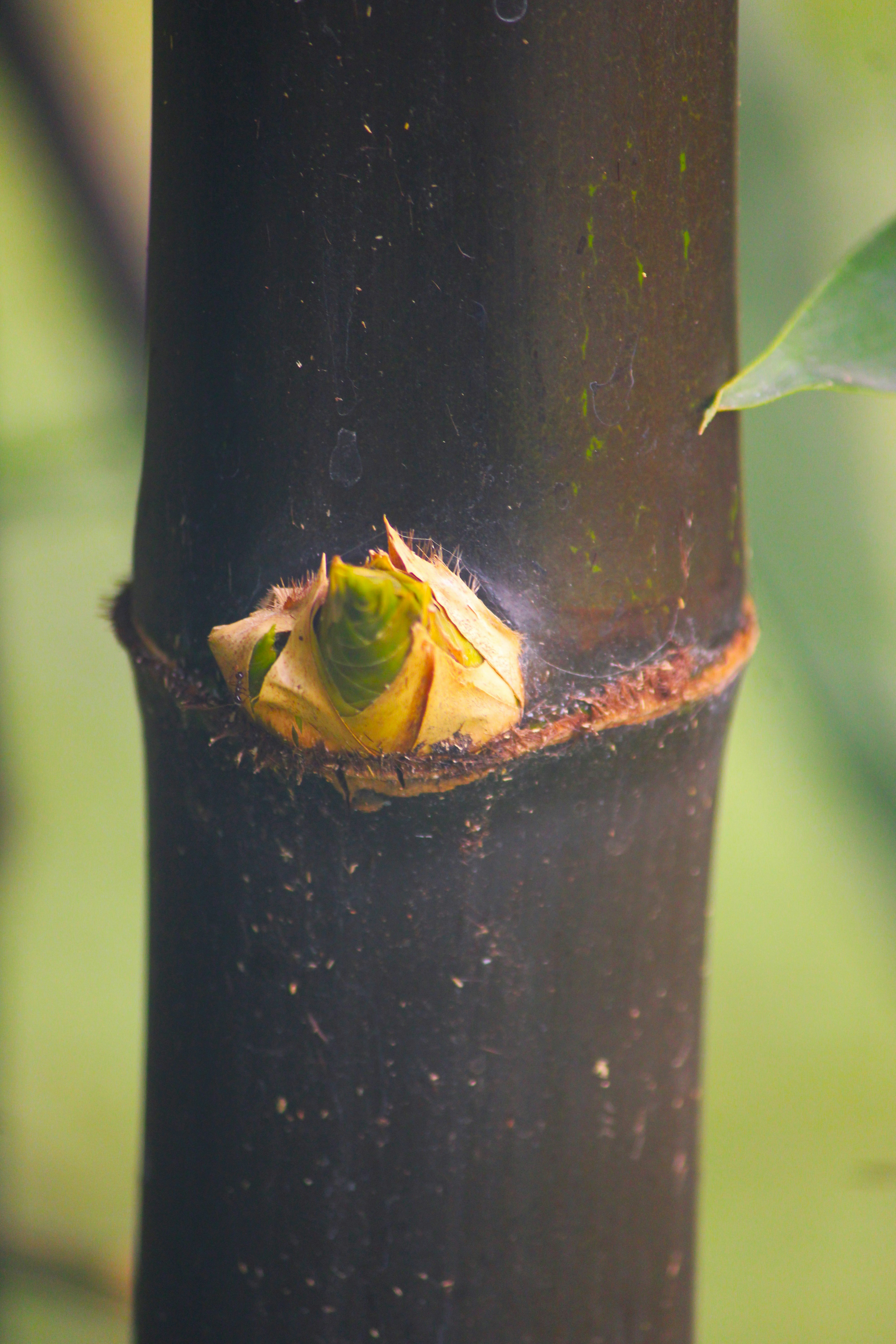 Bud Emergence at a Bamboo Node