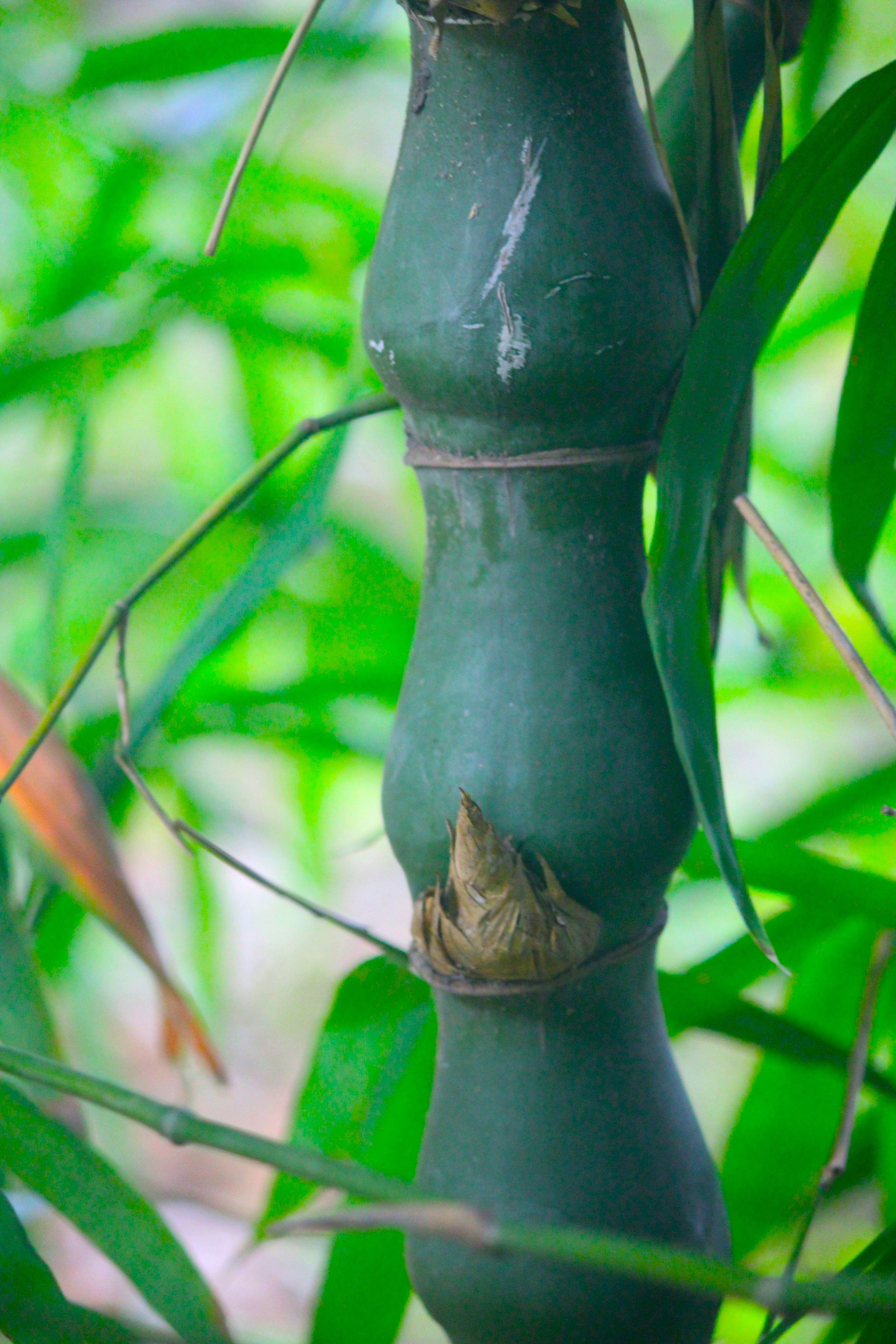 Bamboo Culm Knot in Focus: Quiet Pulse of Green Texture
