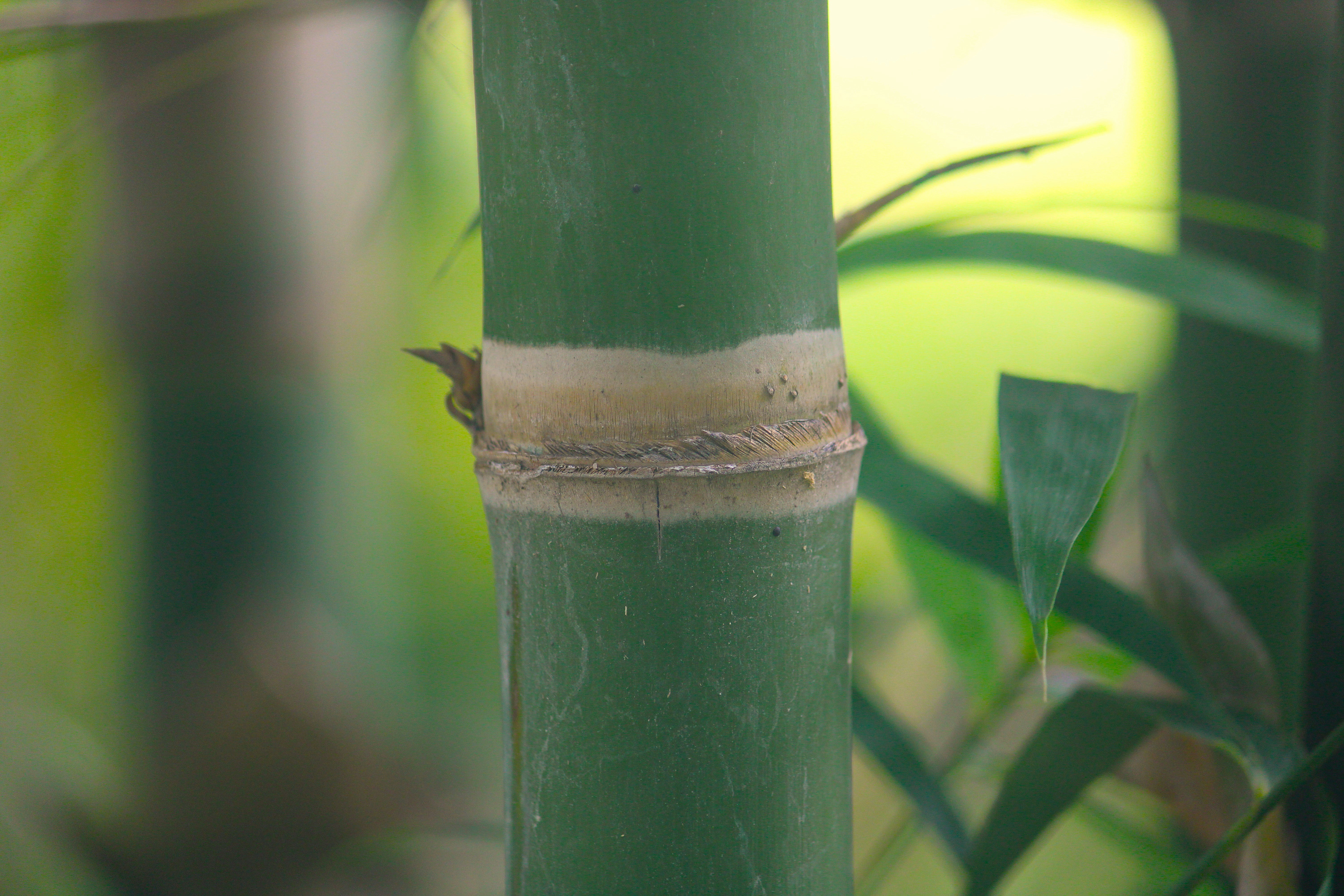 Green Quiet: The Subtle Anatomy of a Bamboo Joint