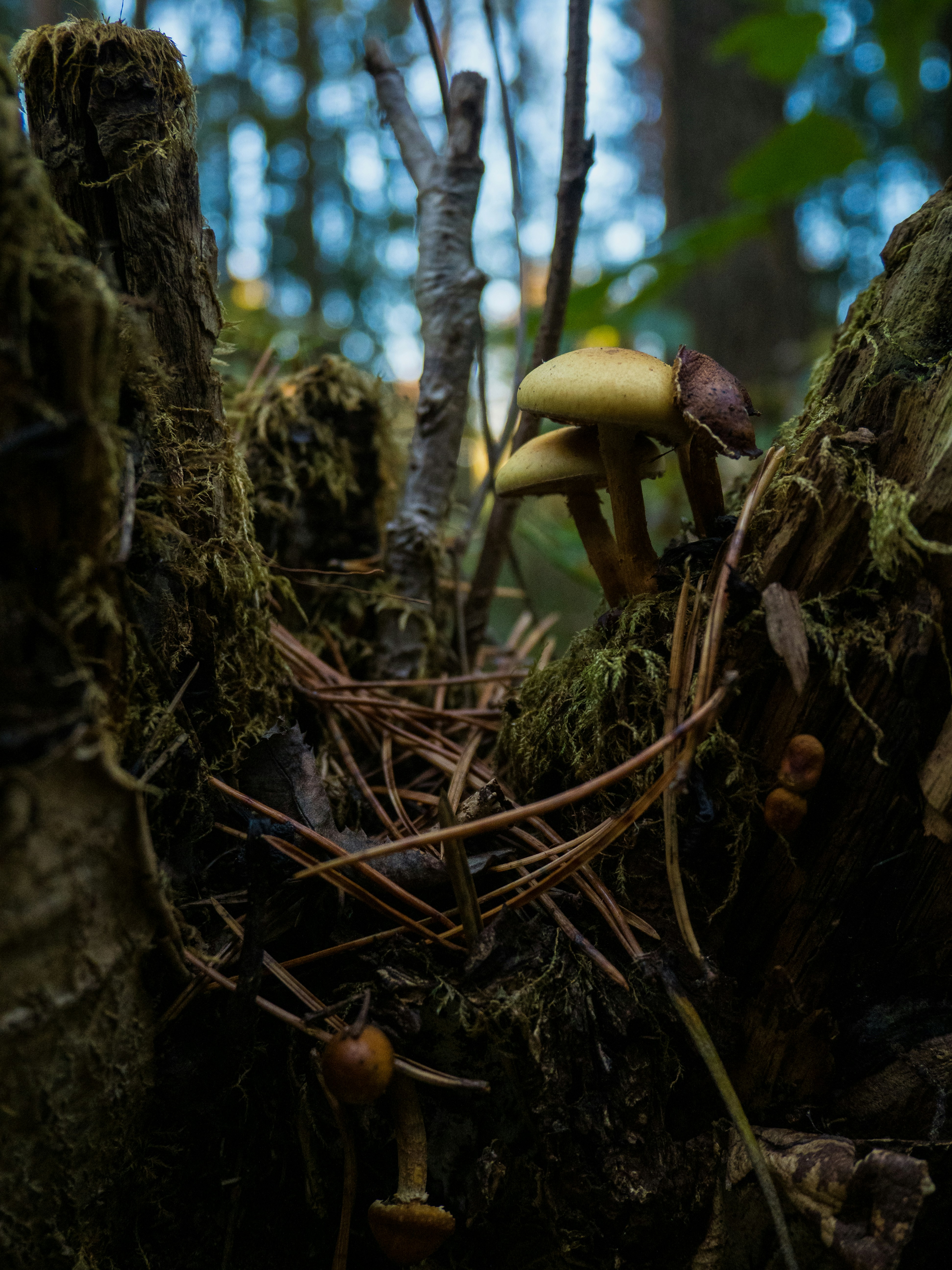 Moss-Crafted Duo: Pale Mushrooms Catch the Forest's Quiet Light