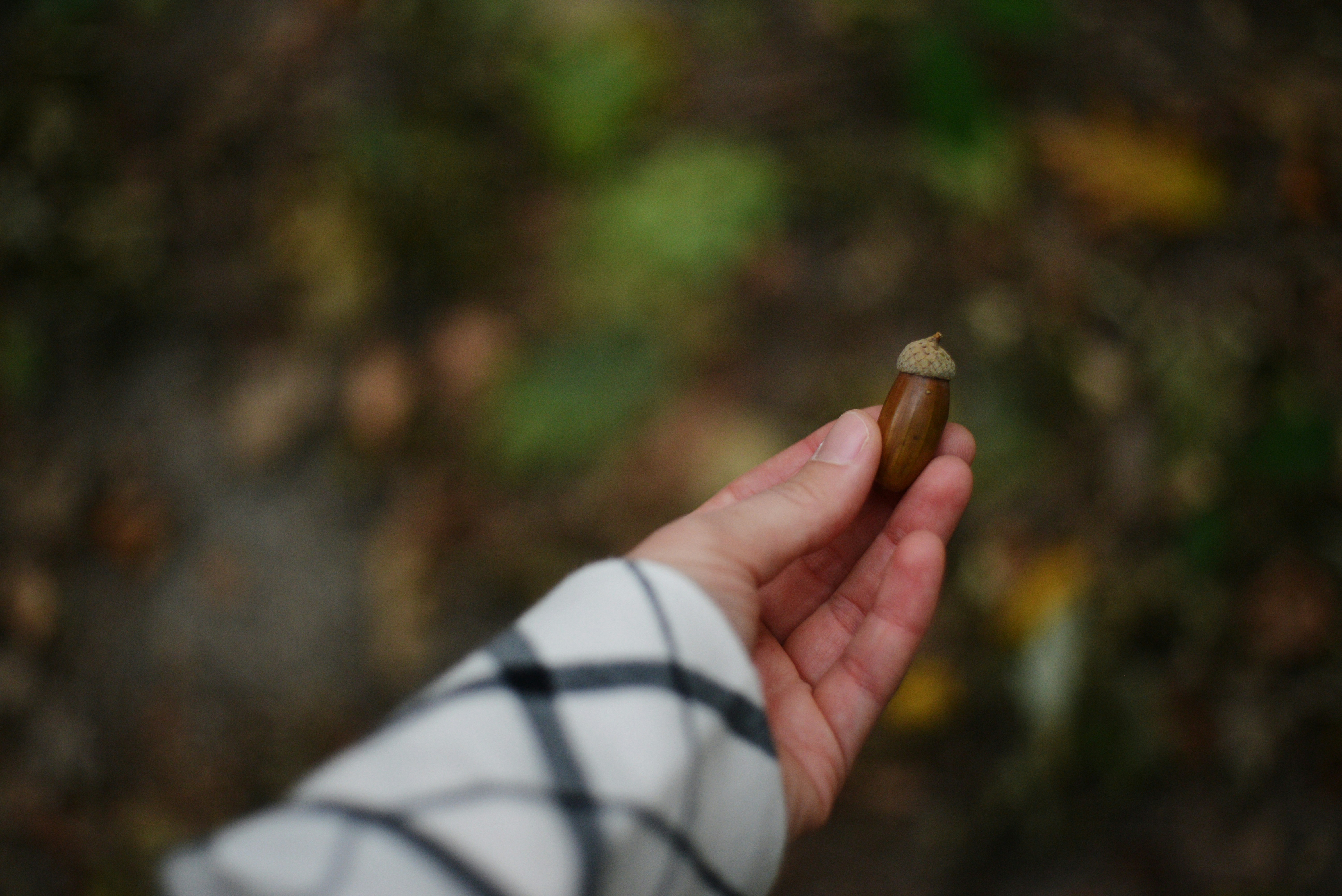 Pocket Crown: A Tiny Mushroom Balanced on a Plaid Sleeve in a Quiet Forest