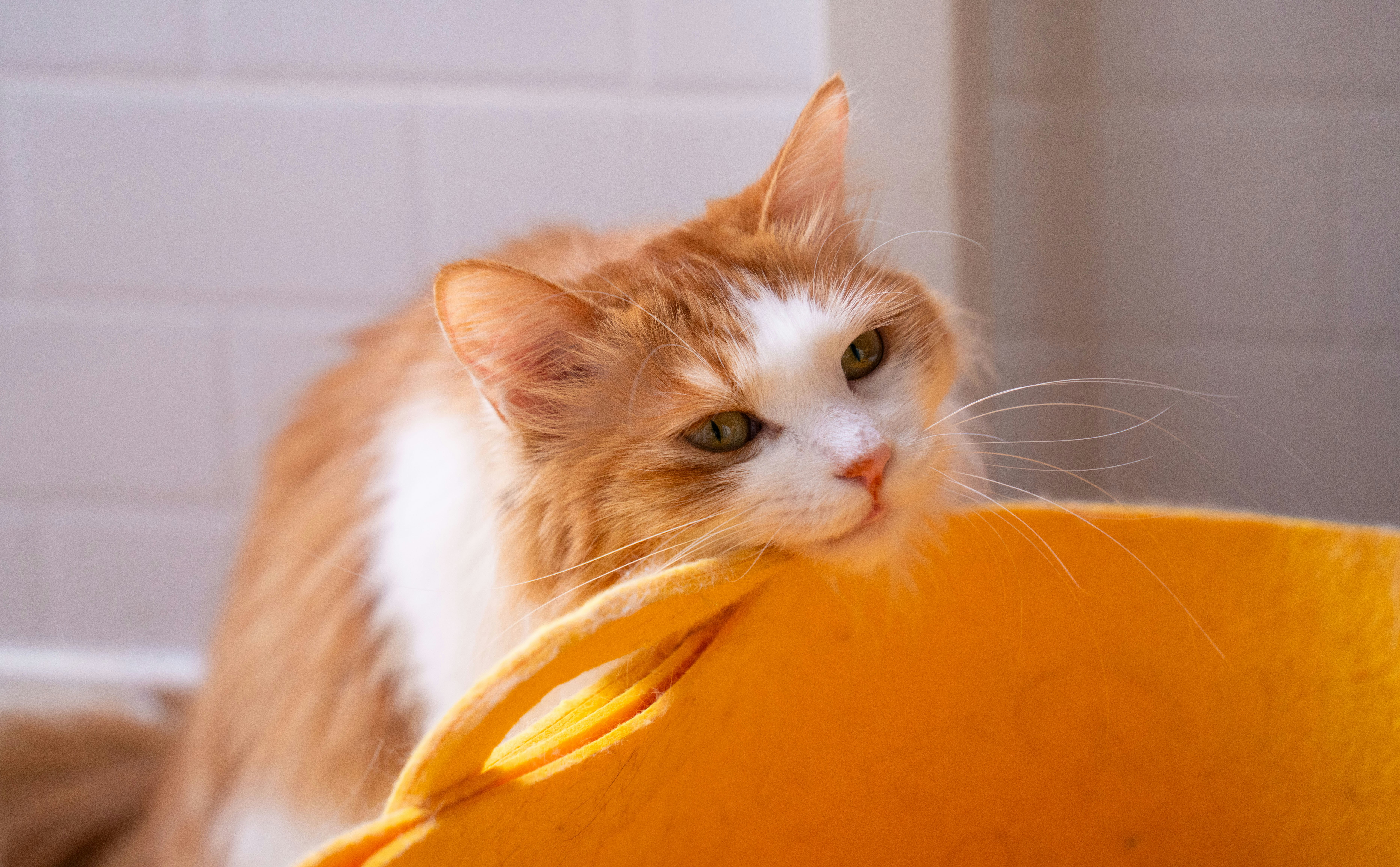 Purring in Tangerine Light: A Cat Resting on a Bright Orange Cushion