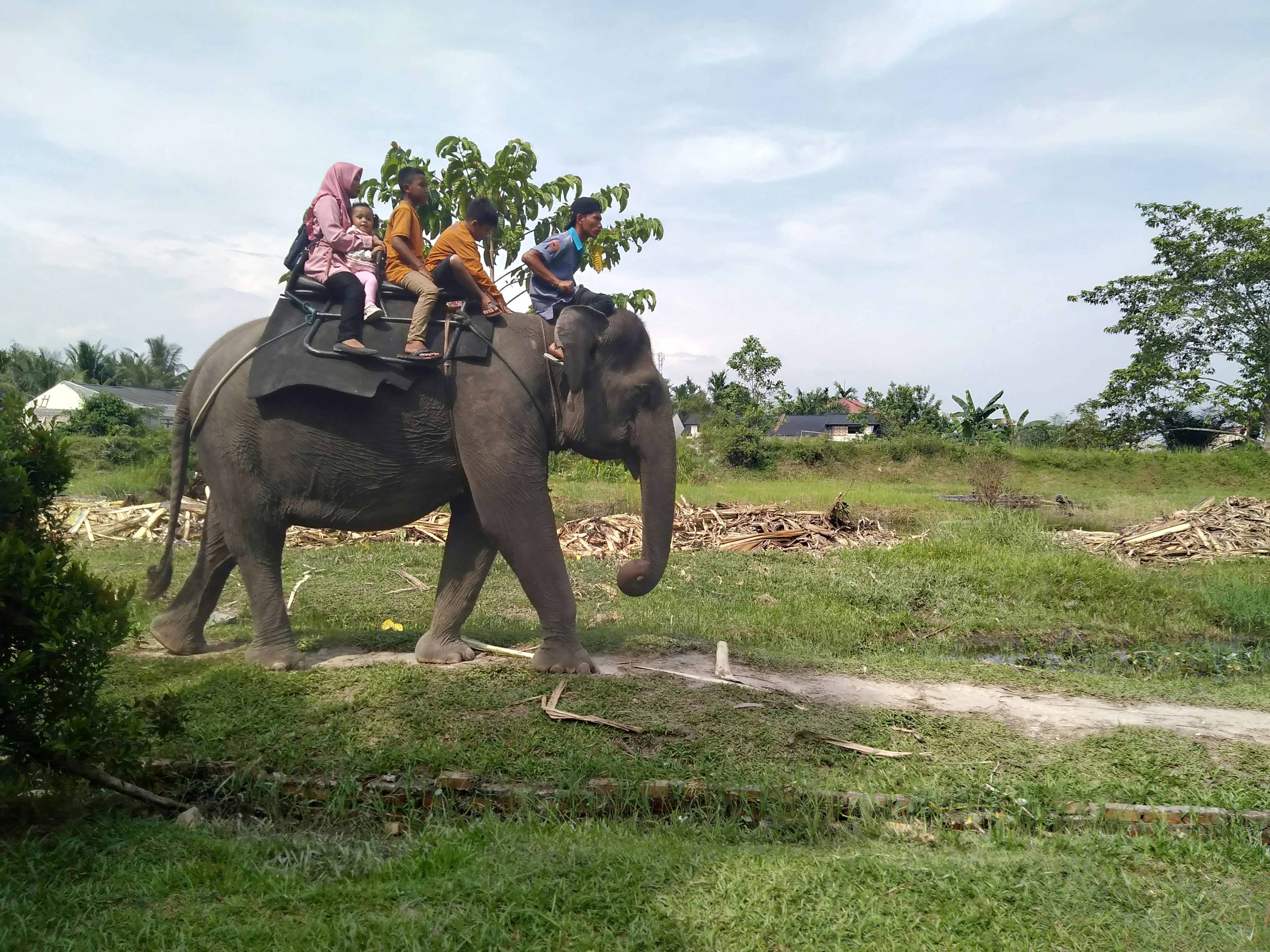 Journey on Gentle Giants