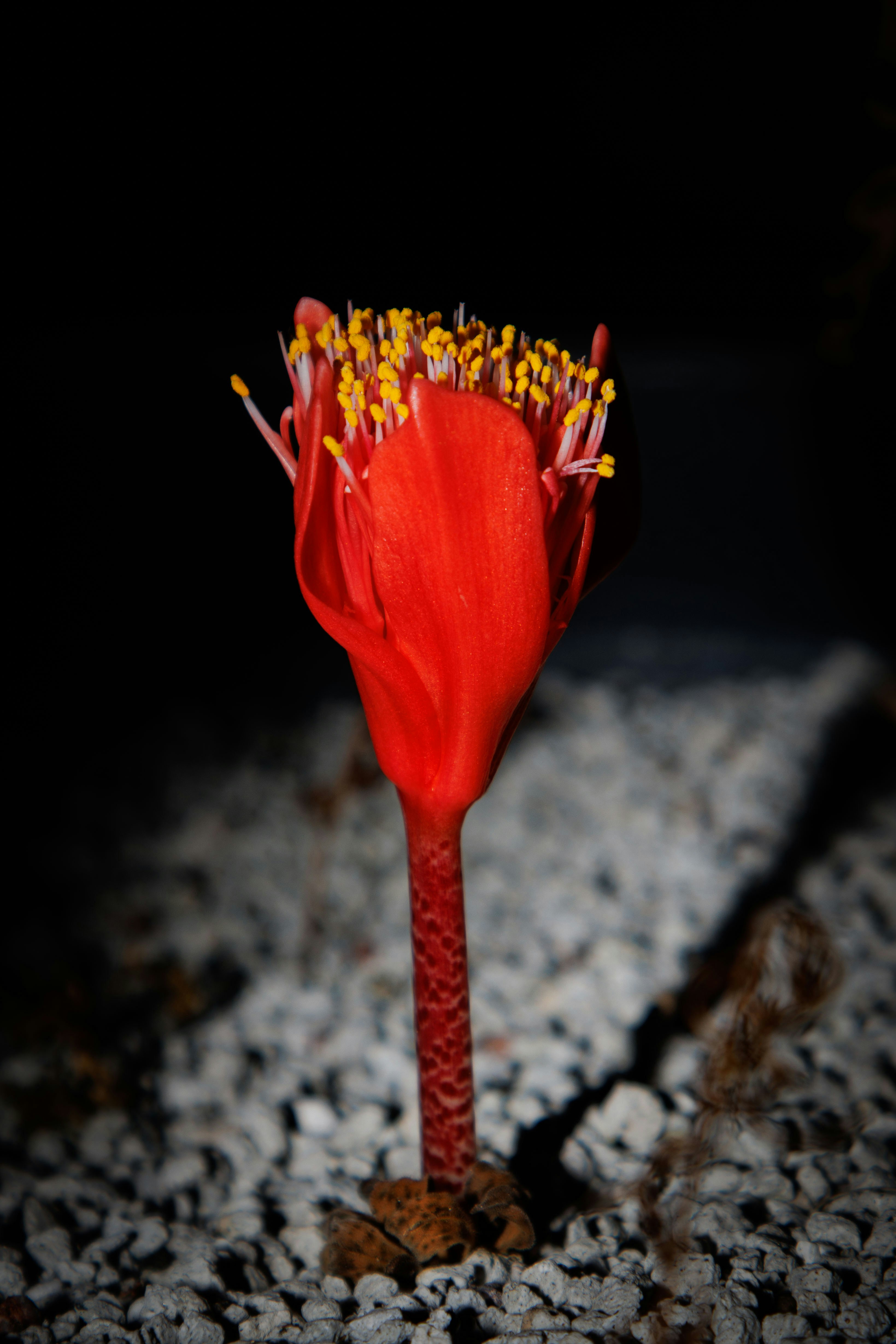 Crimson Bloom on Gravel: a Night-Hushed Macro Portrait