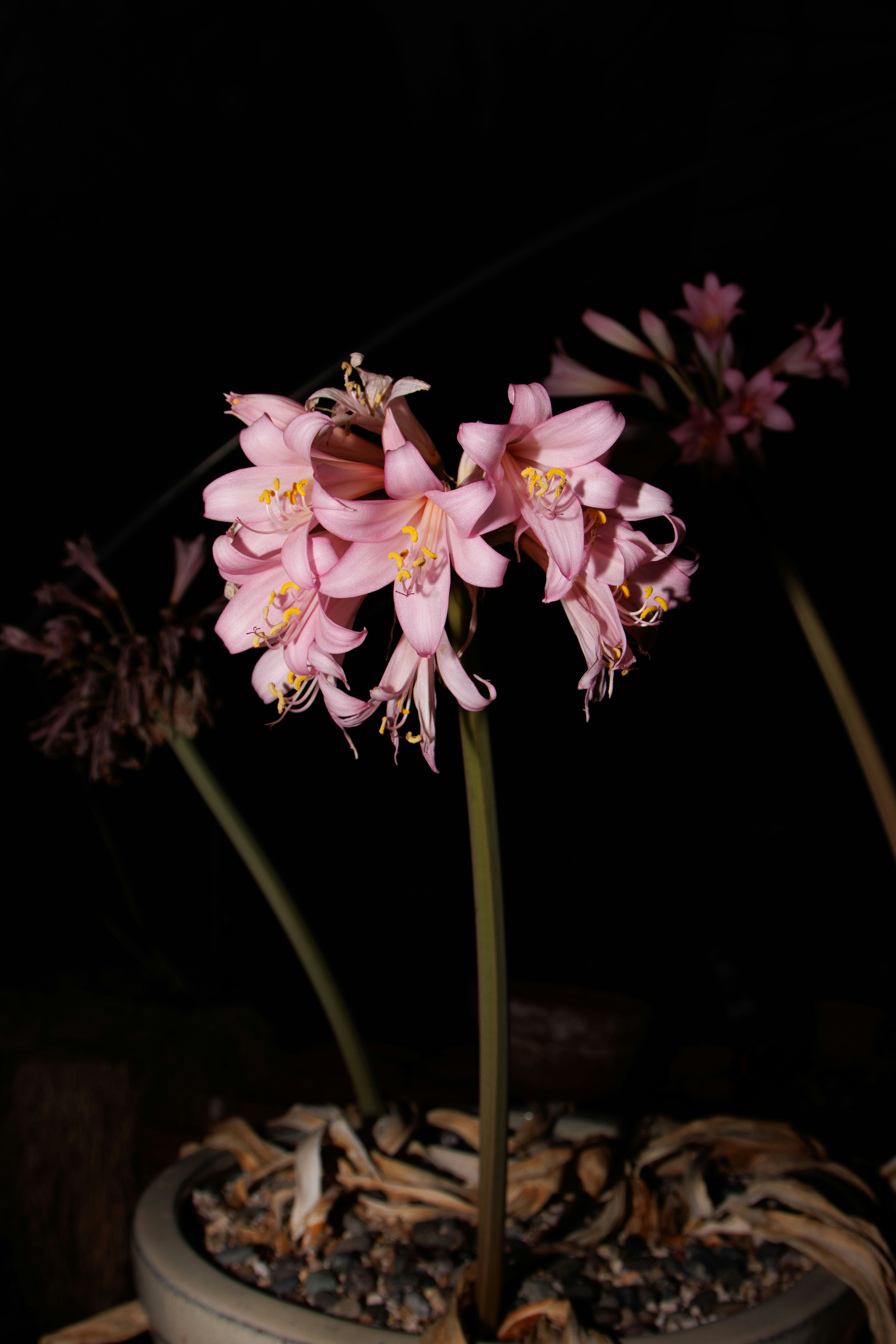 Pink Cradle: Night Bloom of a Desert Lily