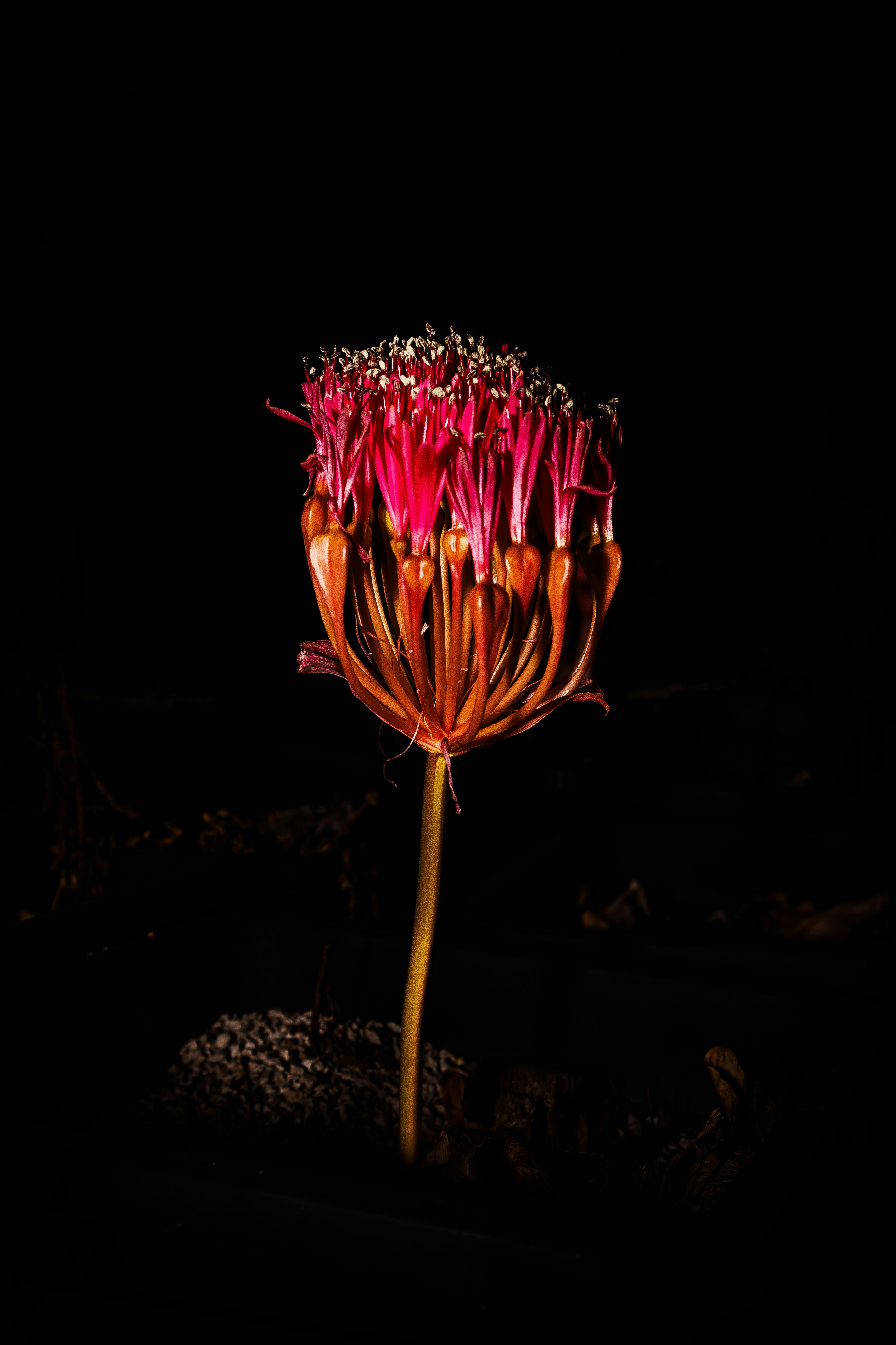 Ember Crown in Darkness: A Protea Bloom Lit by Night