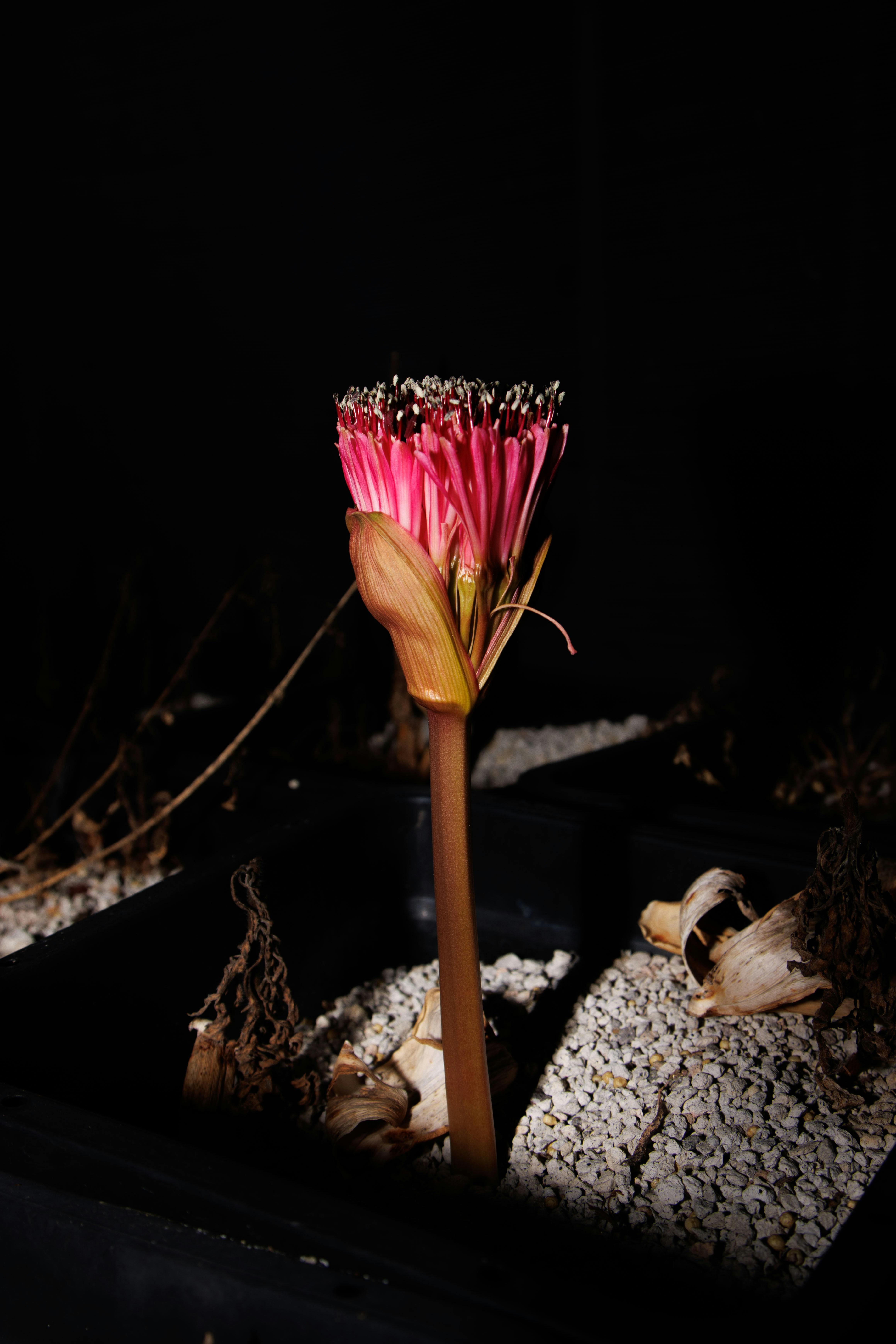 Pink Torch Lily Rising from Gravel in a Night-Black Studio