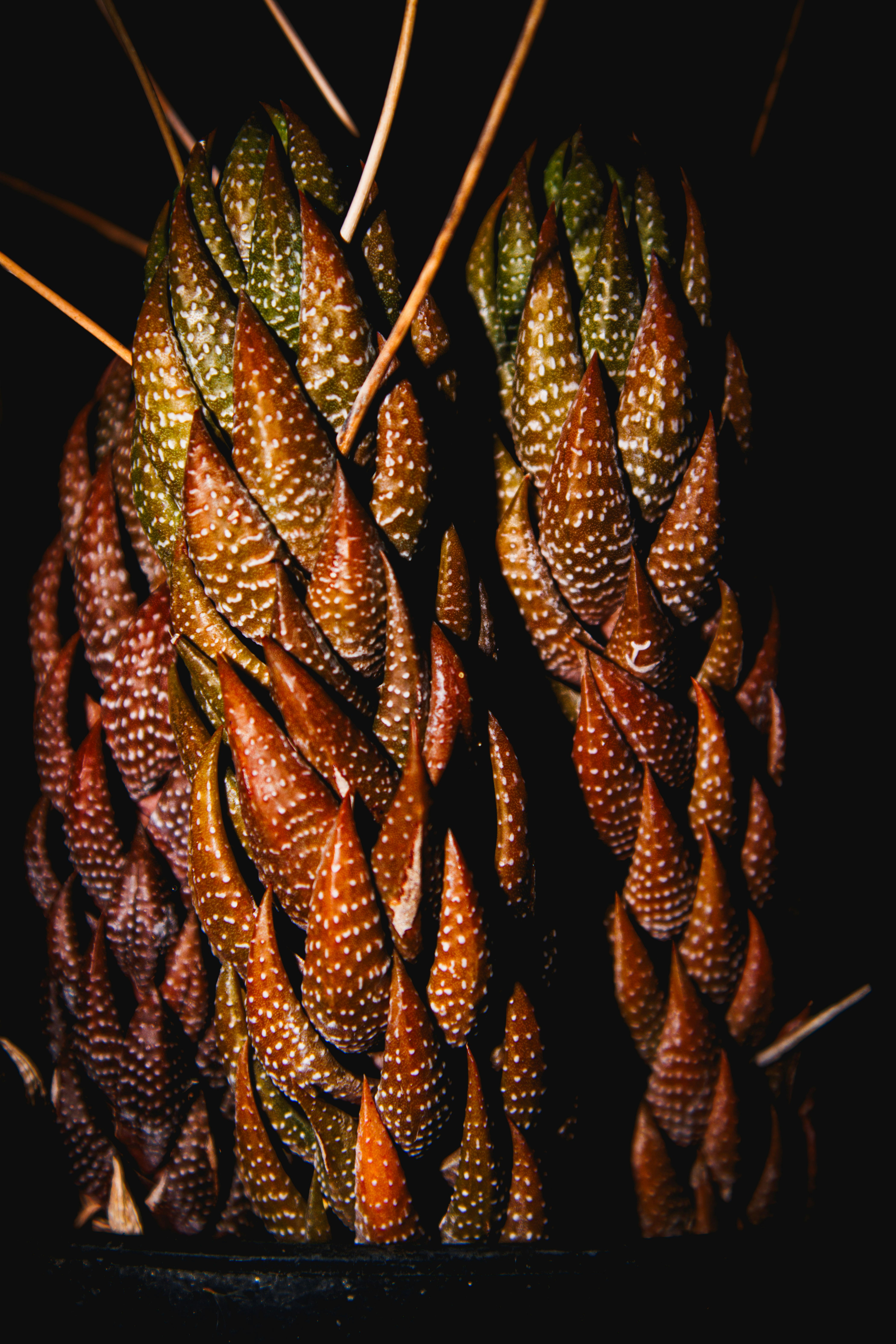 A close up of a bunch of pine cones