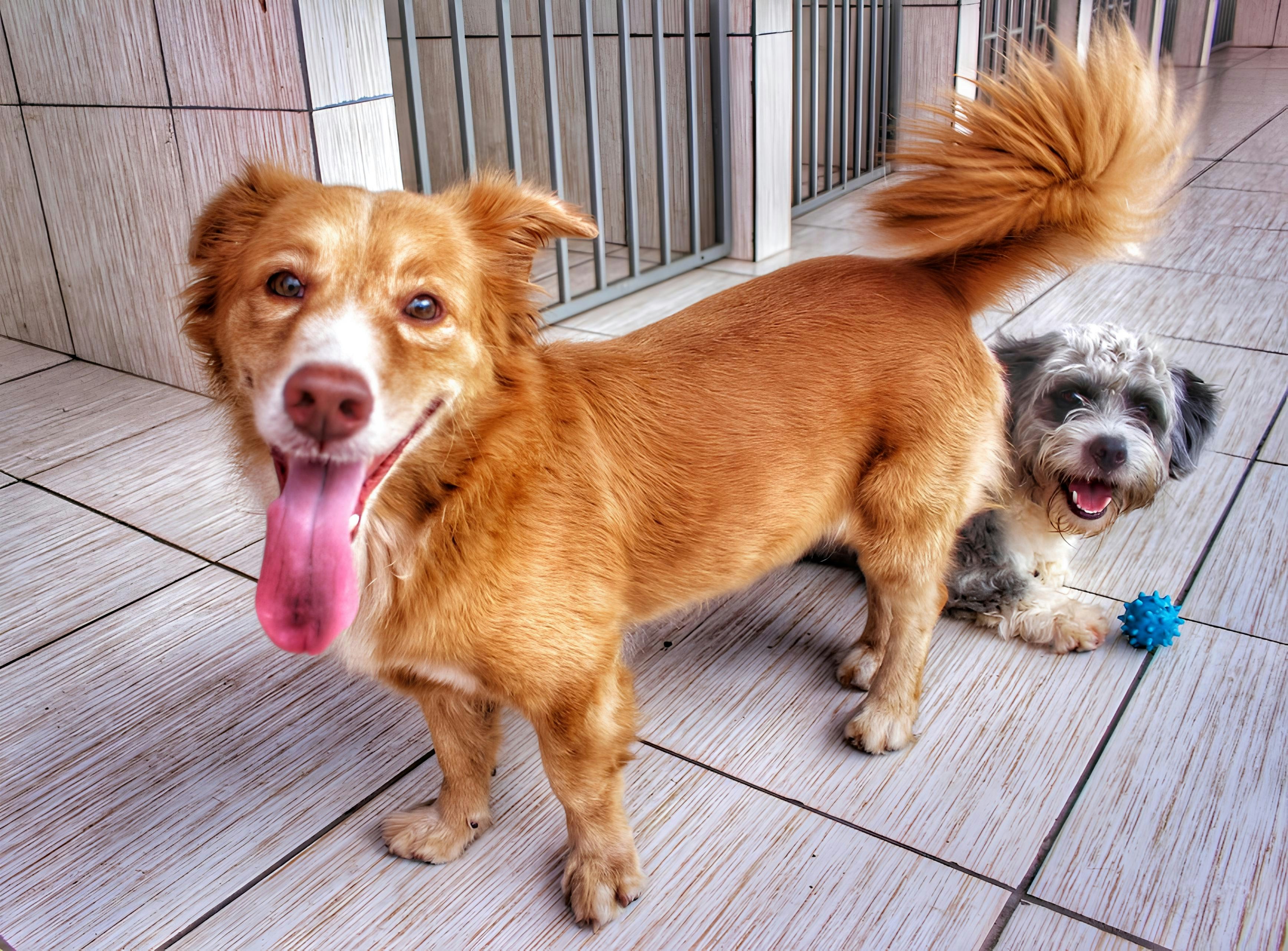 Two dogs standing next to each other on a tile floor photo – Free Dog ...
