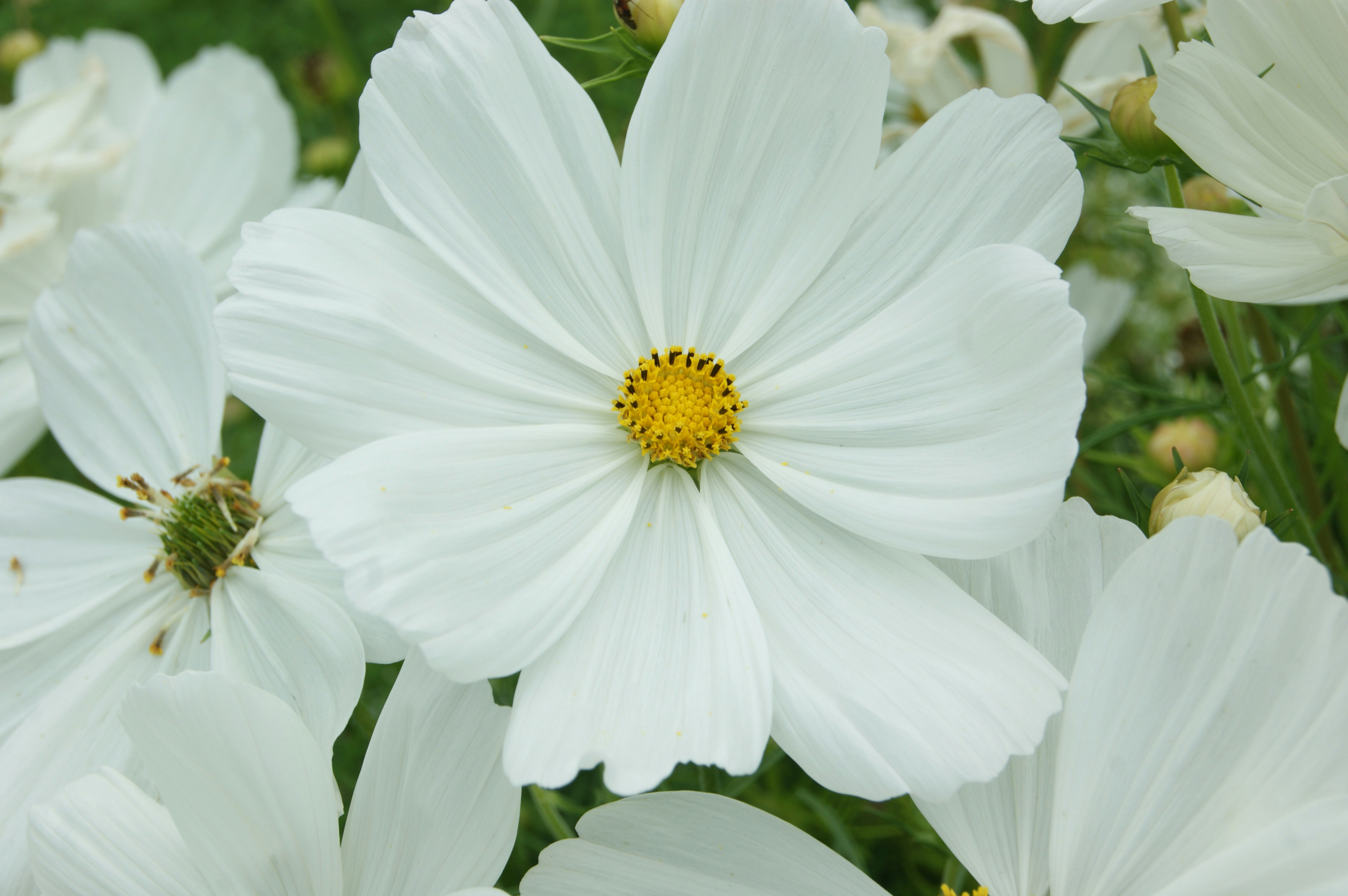 Photo by Thammy Kolb with Sony Alpha 290