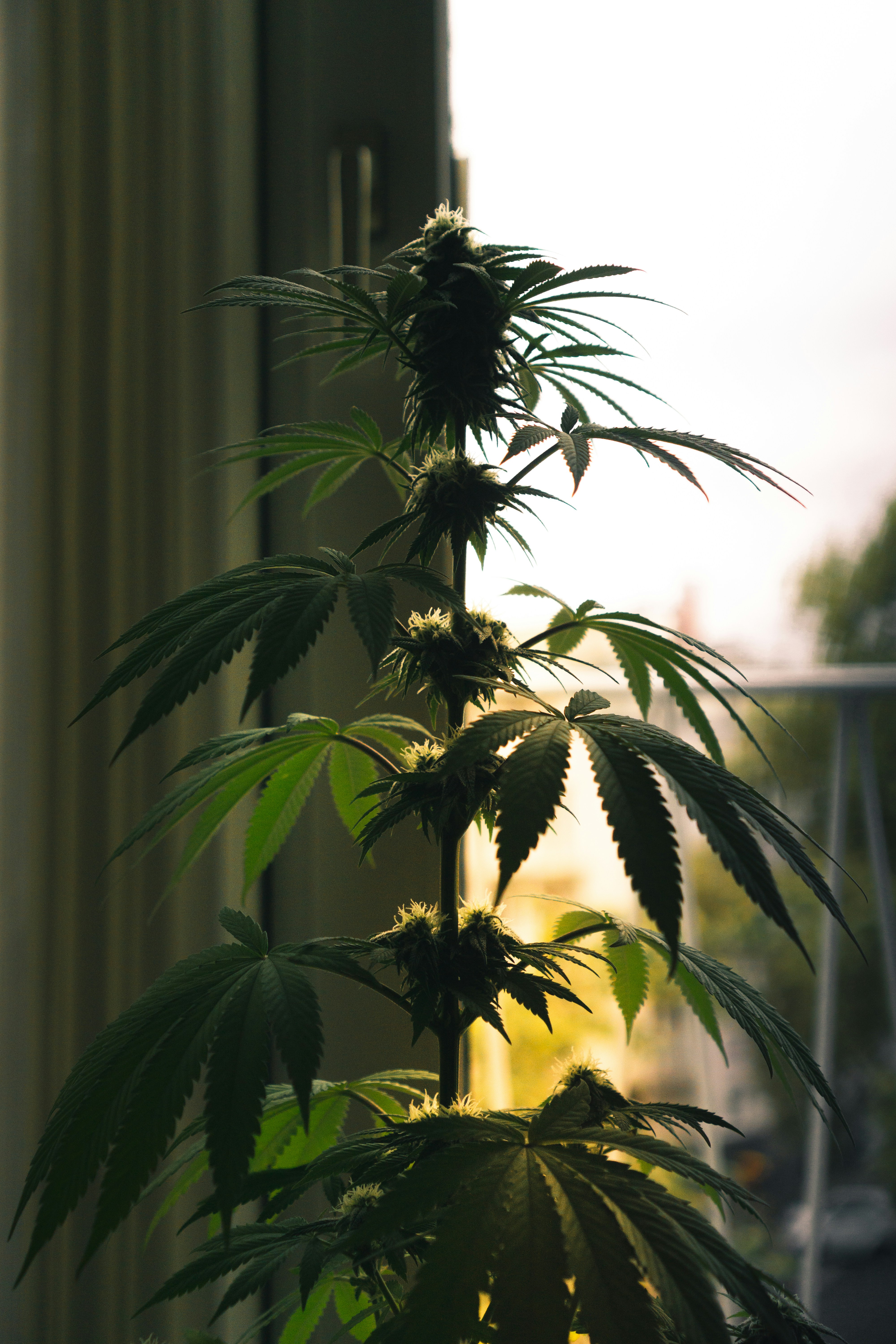 A potted plant sitting on top of a window sill photo – Free Marijuana ...