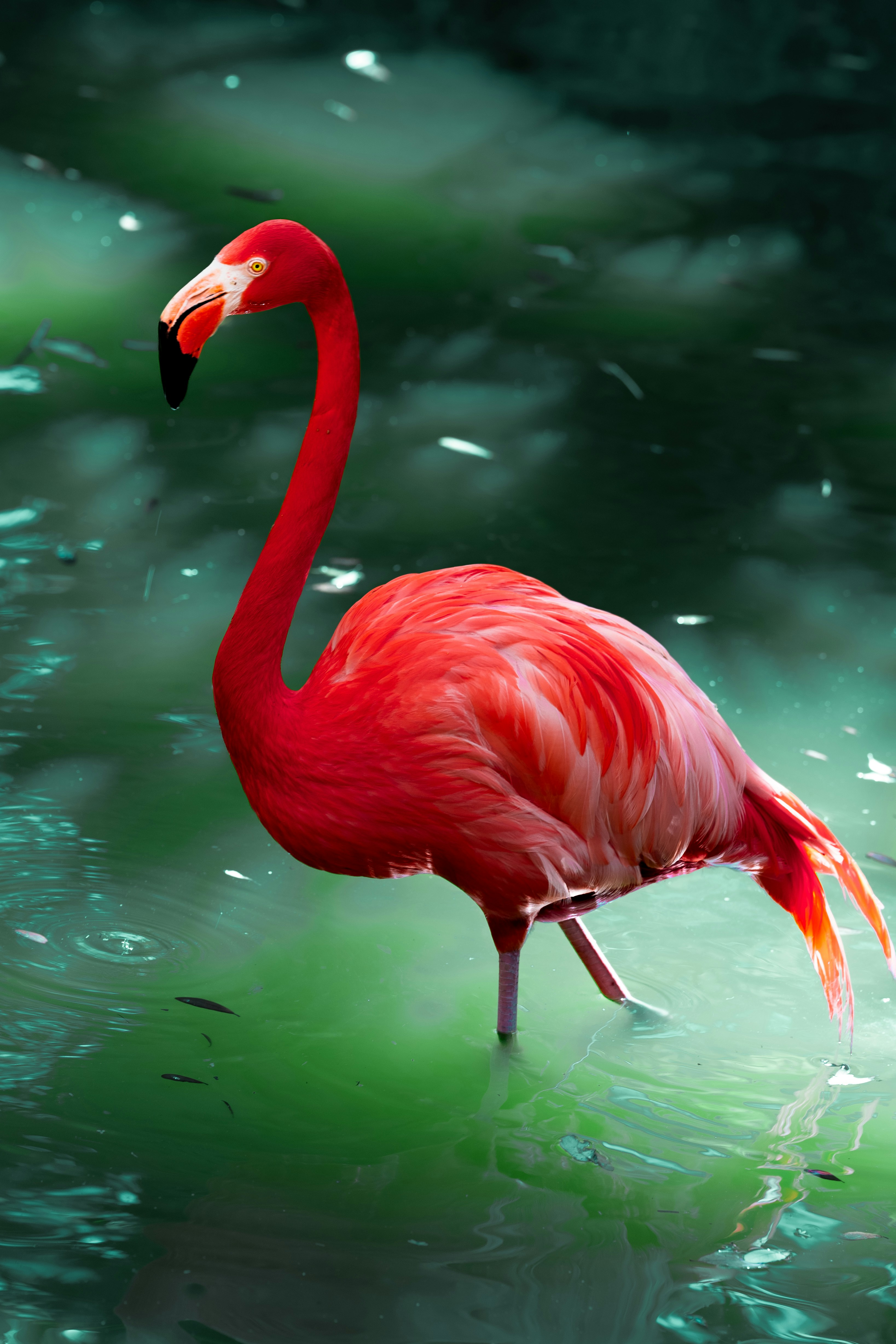 Crimson Elegy in Green Glass: Flamingo at the Pond's Edge