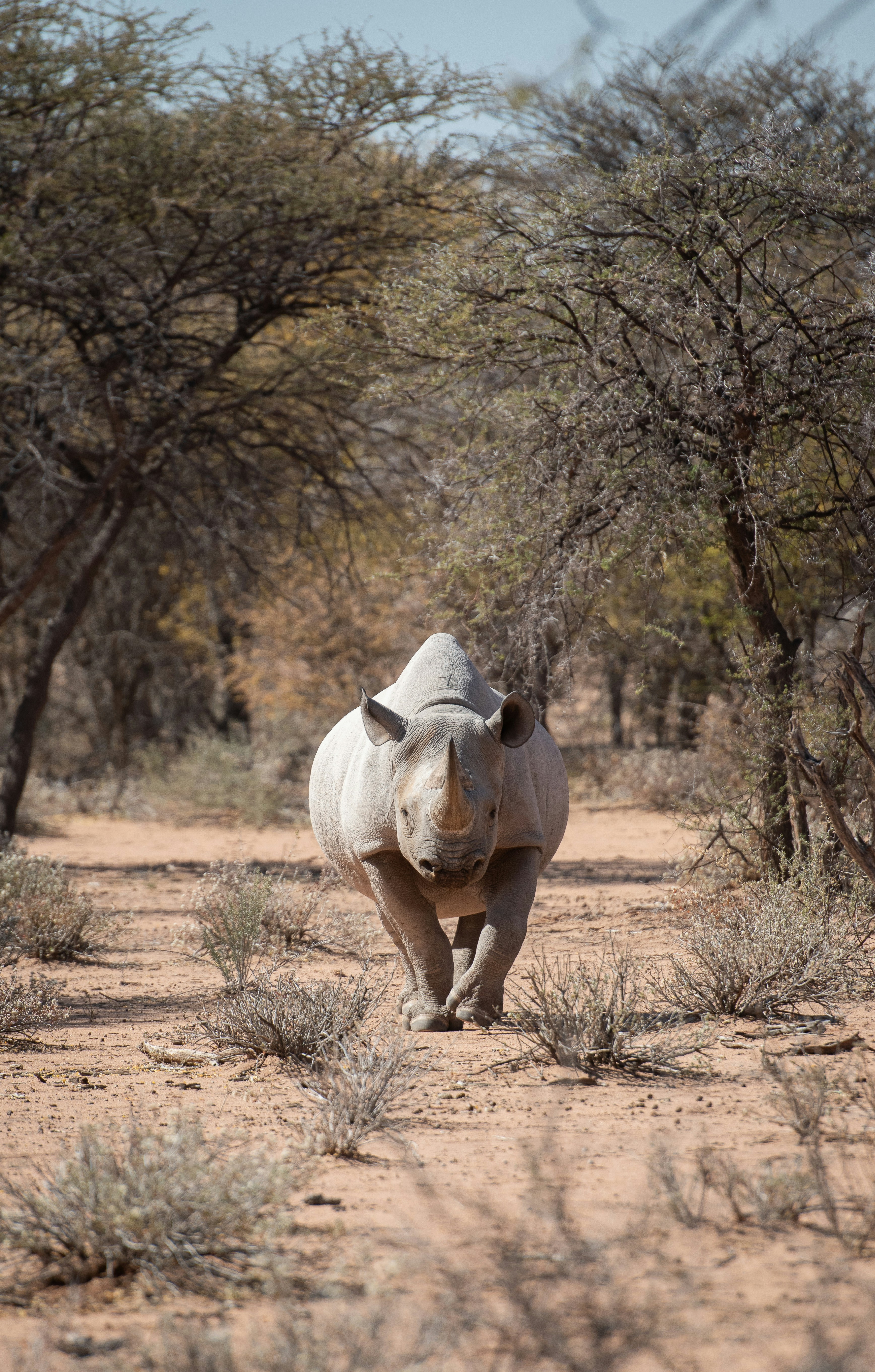 Front-Row Stare: A white rhinoceros strides down a sunlit savanna path
