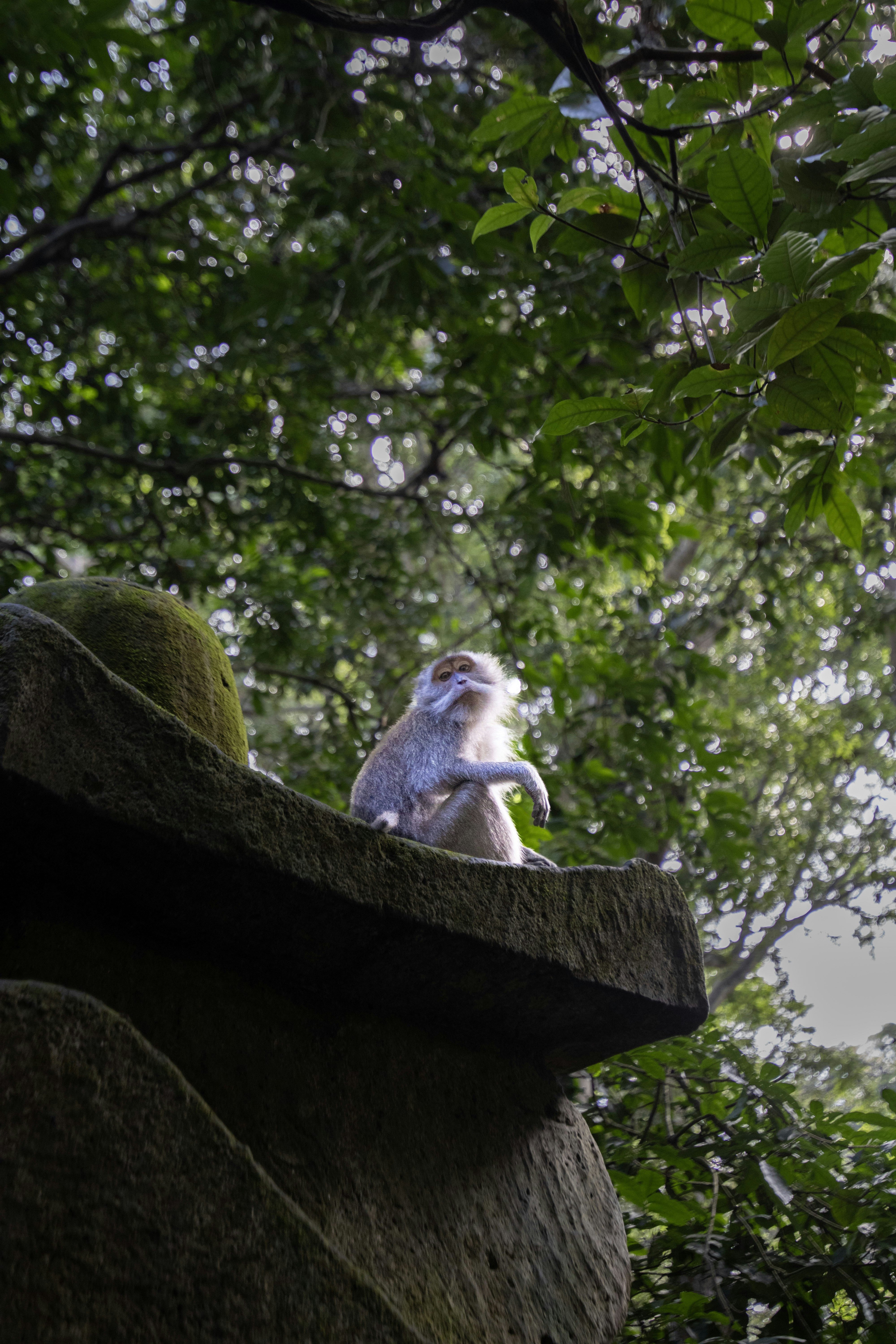 A monkey sitting on top of a stone structure photo – Free Jalan monkey forest Image on Unsplash