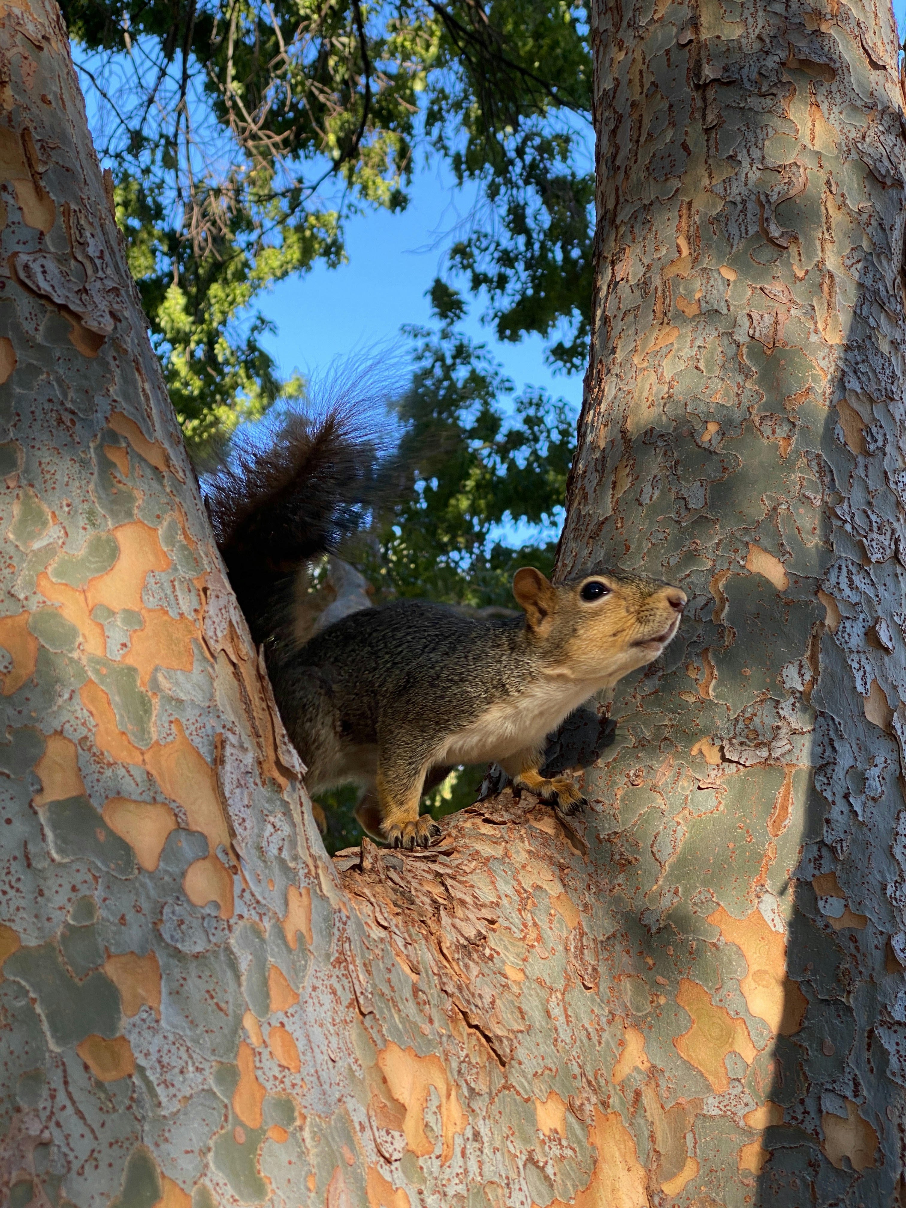 Patchwork Bark Perch: A Curious Squirrel on a Sunlit Trunk
