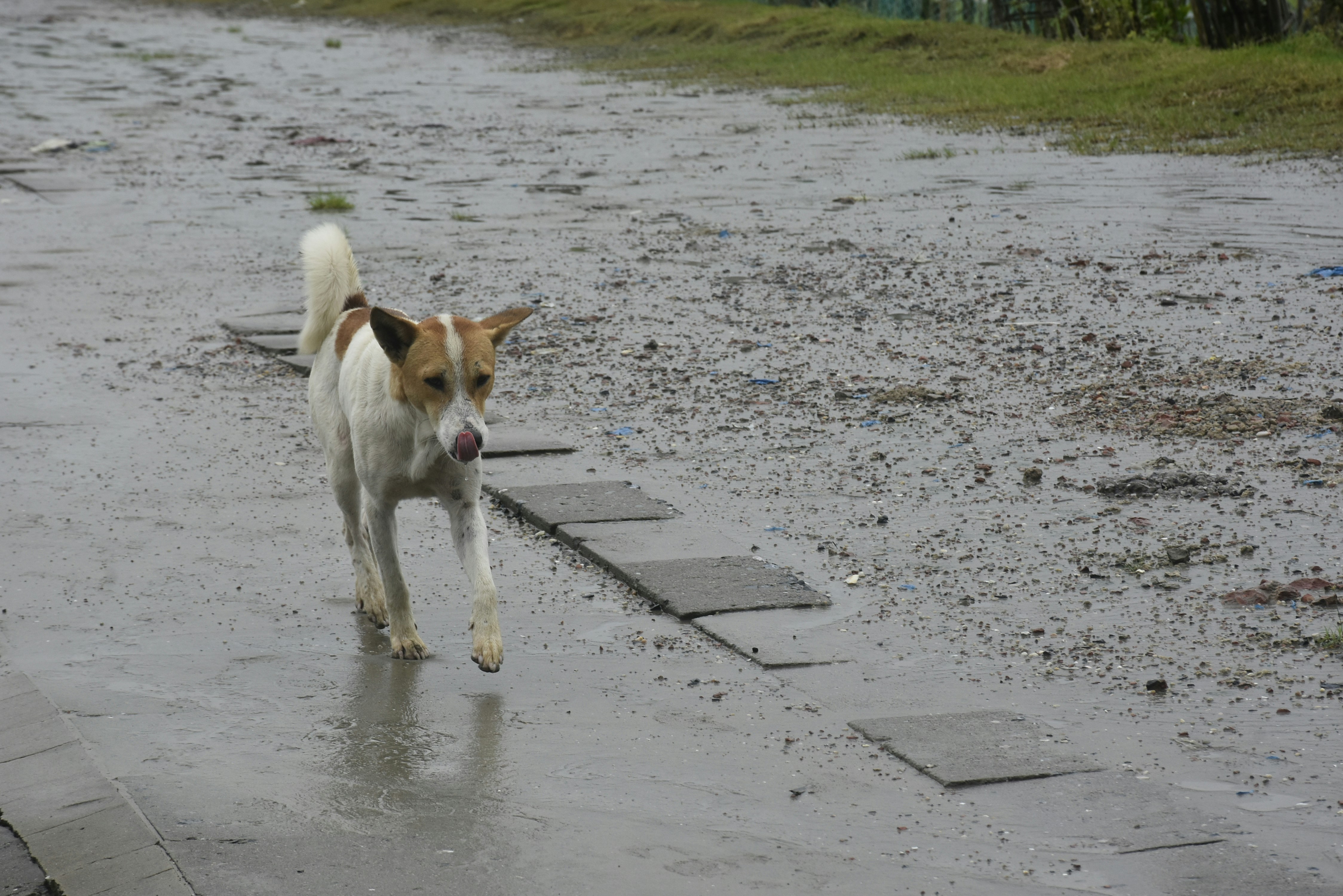 Wet Path, Curious Wanderer: A Dog Traverses a Rainy Lane