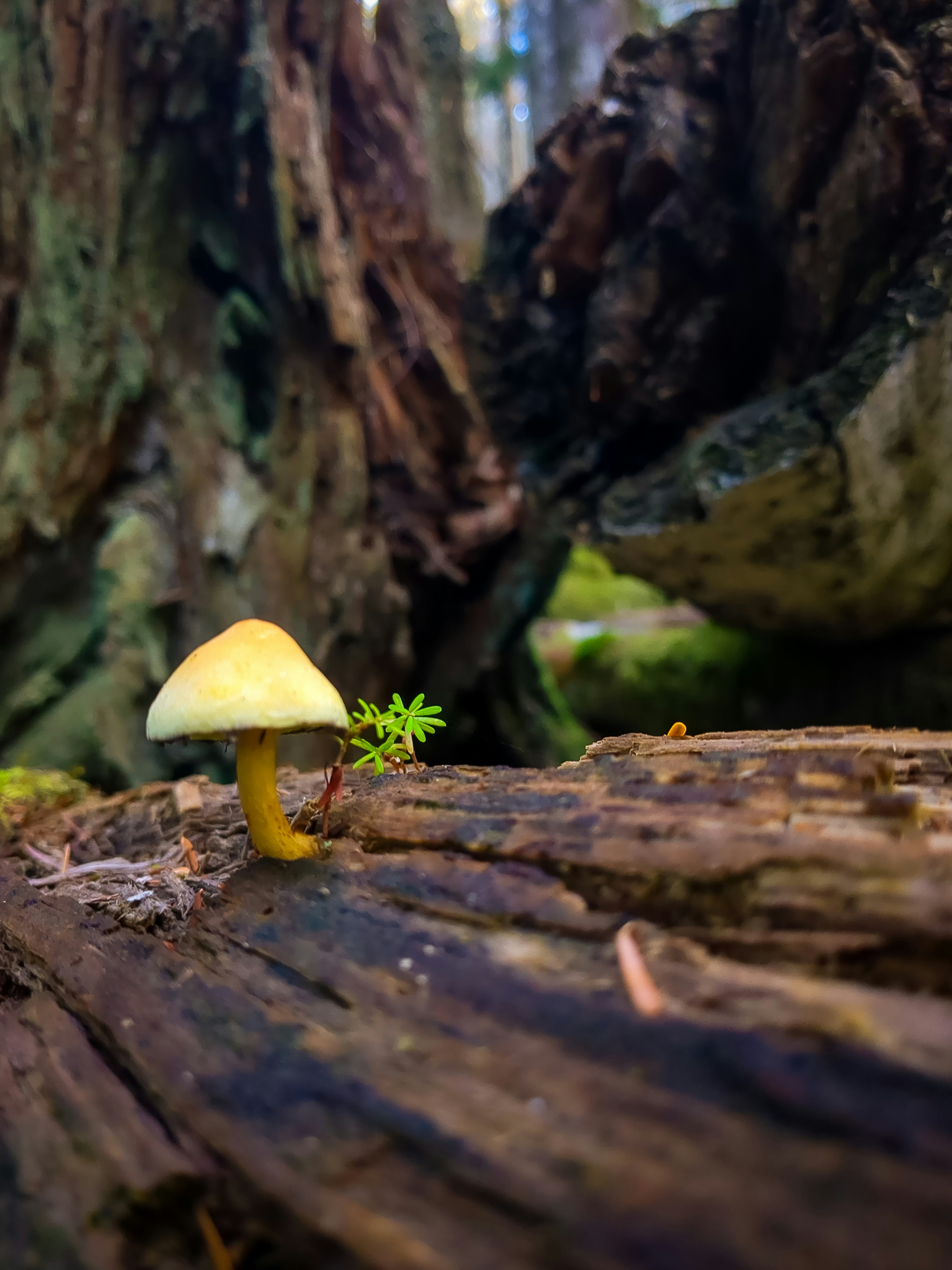 Mushroom Sentinel on a Weathered Log: Quiet Life at Ground Level