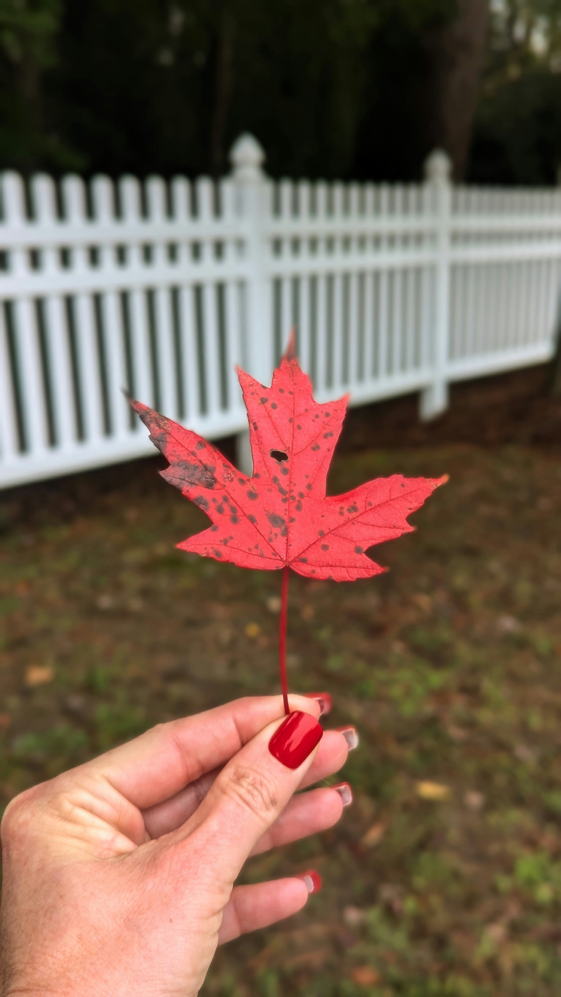 Crimson Maple in Hand: A Quiet Autumn Portrait by the White Fence