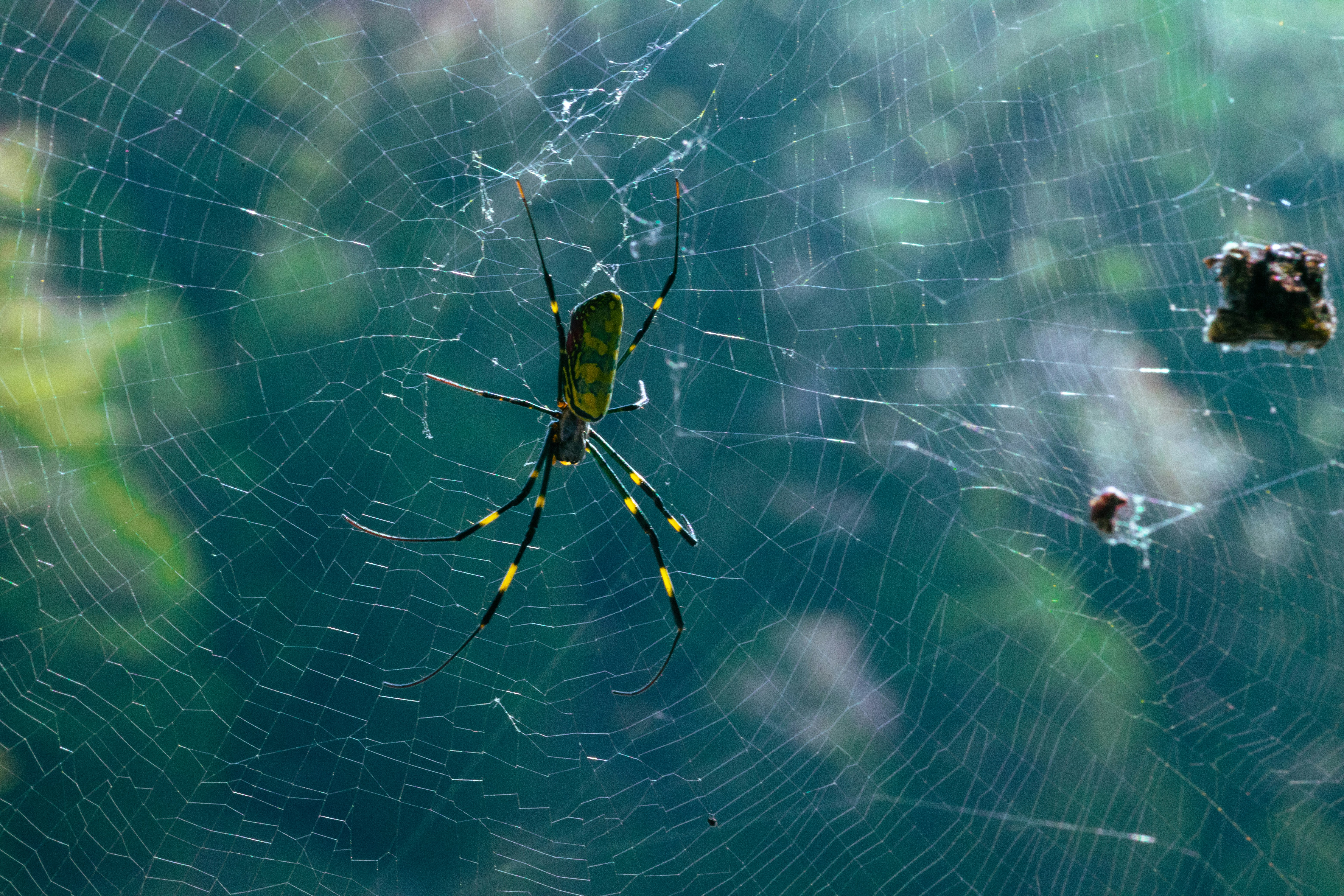 Spider perched on a detailed web against a blurred green background.