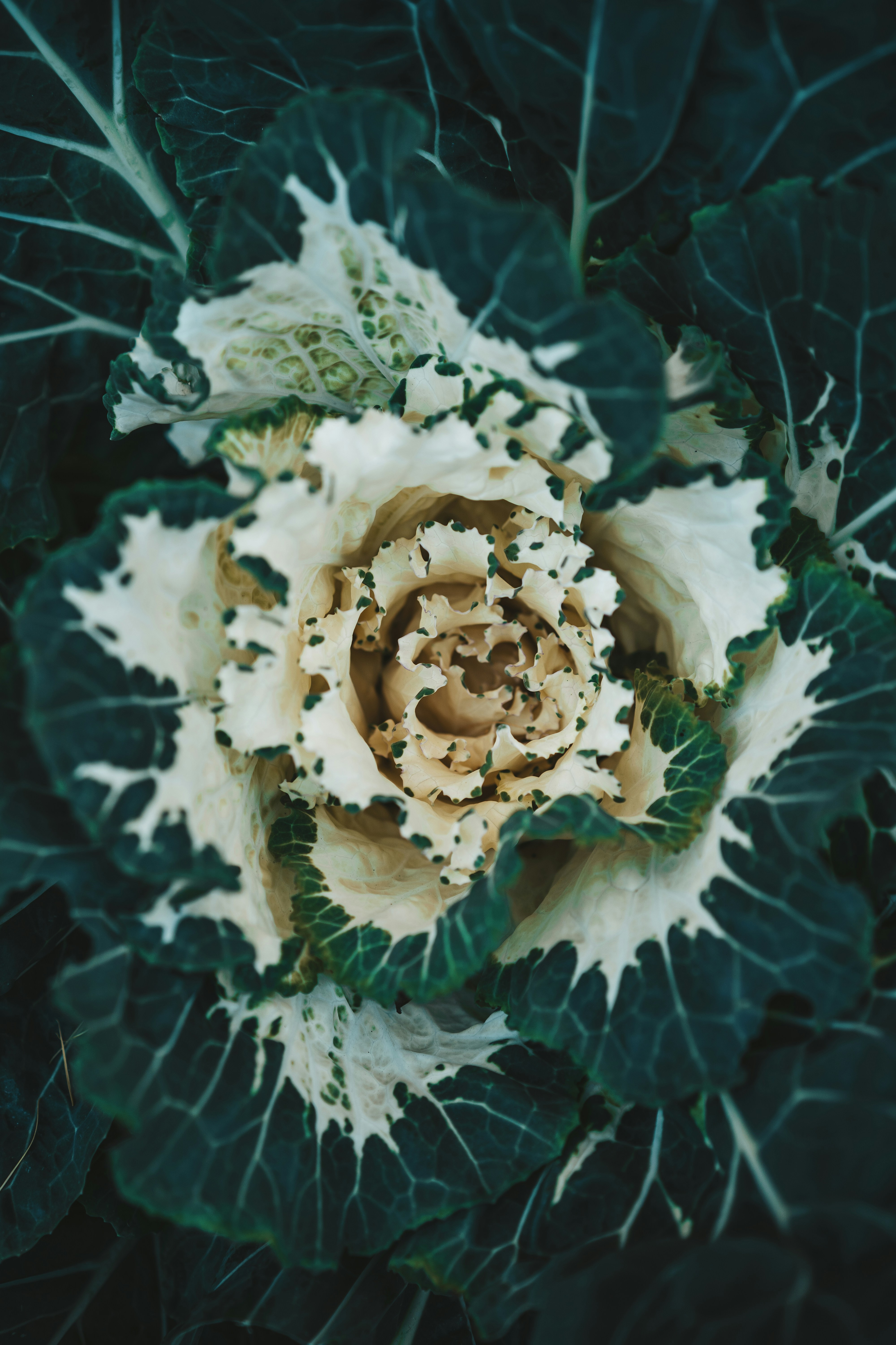 Verdant Rosette: A Close-Up of a Cabbage's Intricate Core