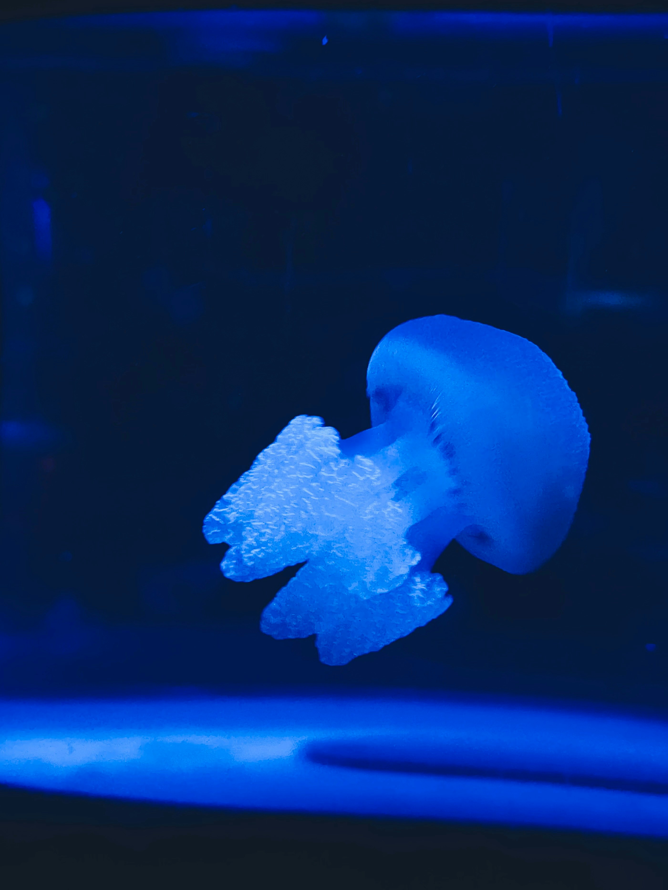 Blue Ghost: A Jellyfish Drifts Through Neon Water