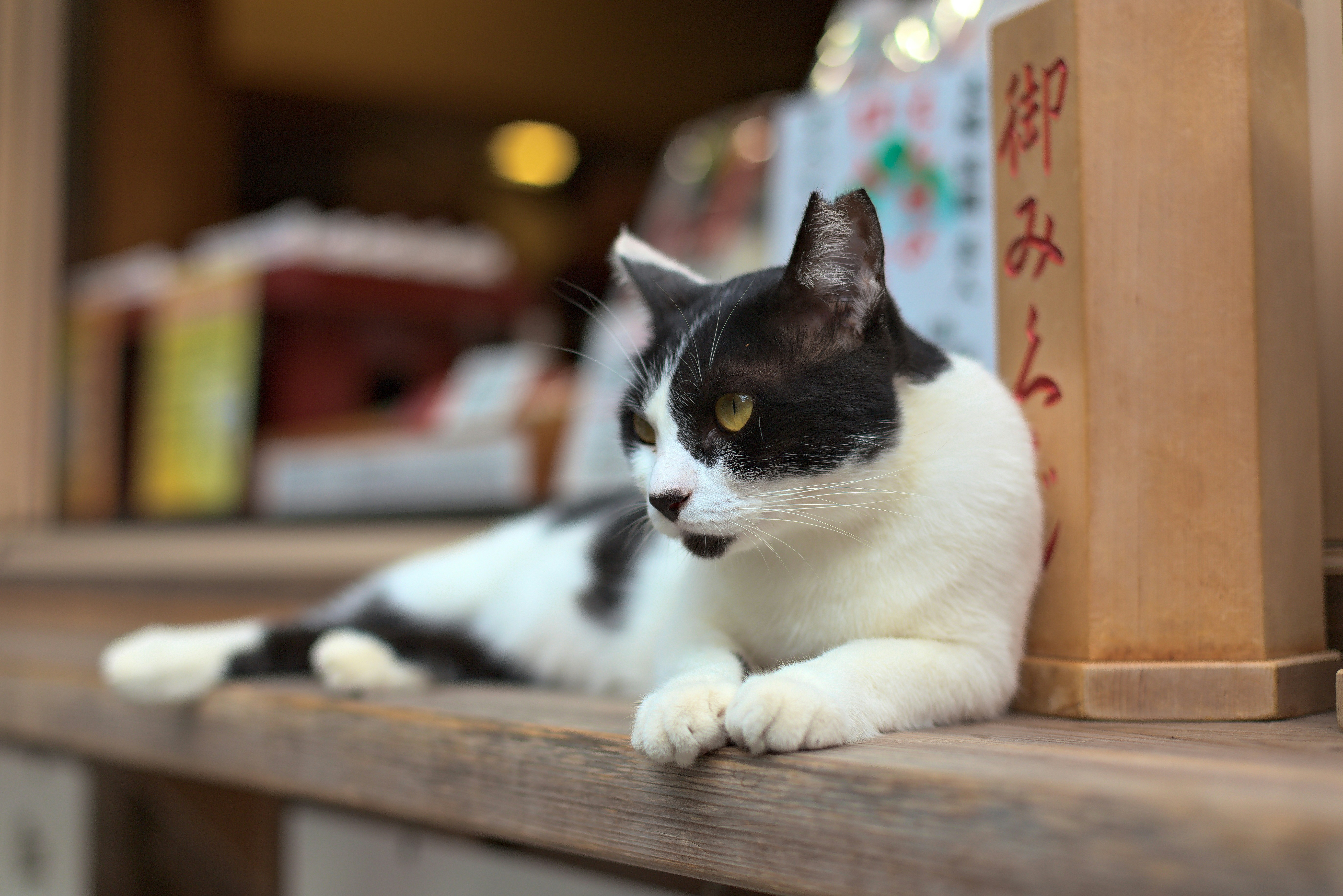 Sunlit Tranquility: A tuxedo cat lounges along a wooden storefront ledge