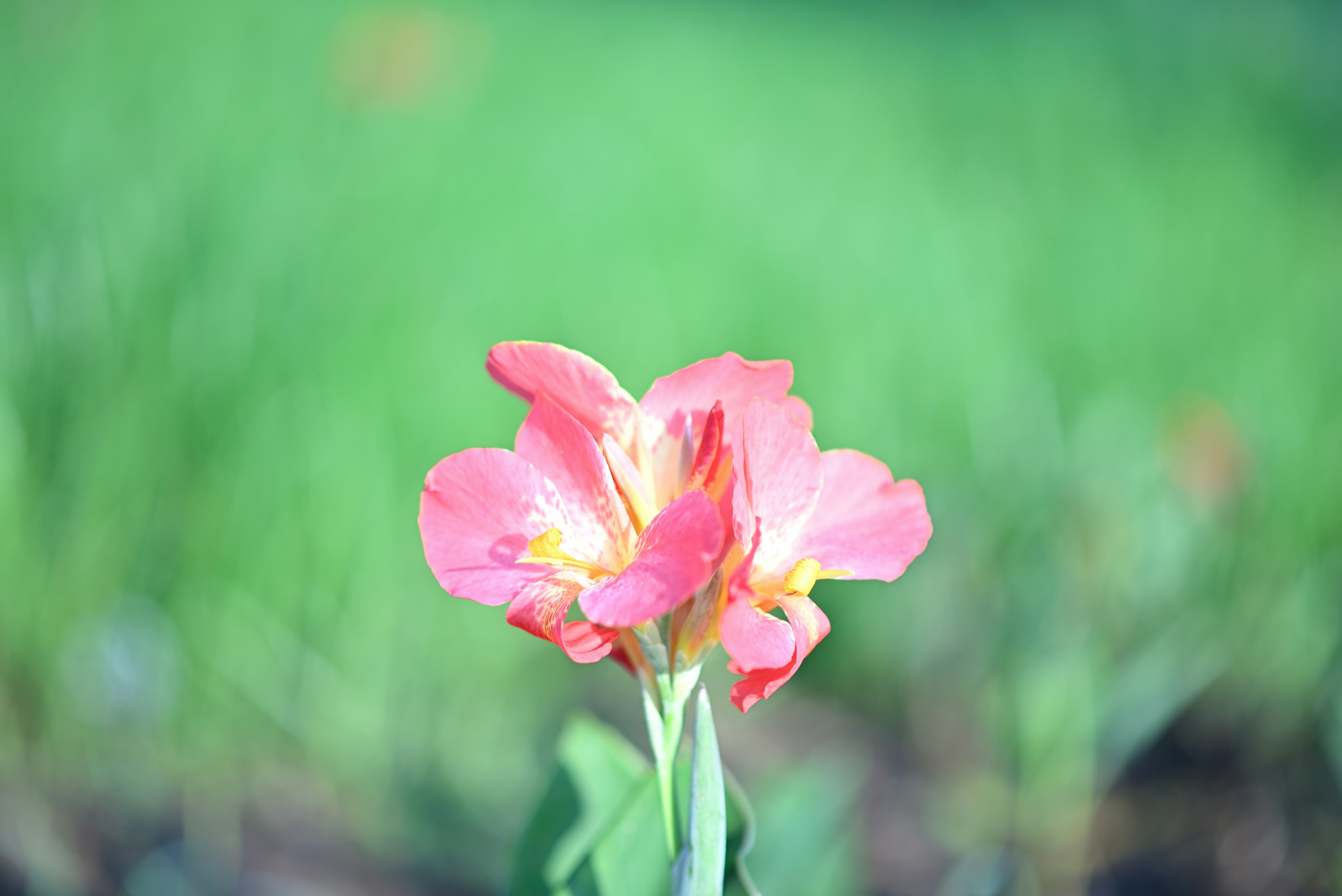 Coral Pink Bloom in a Velvet Green Bokeh